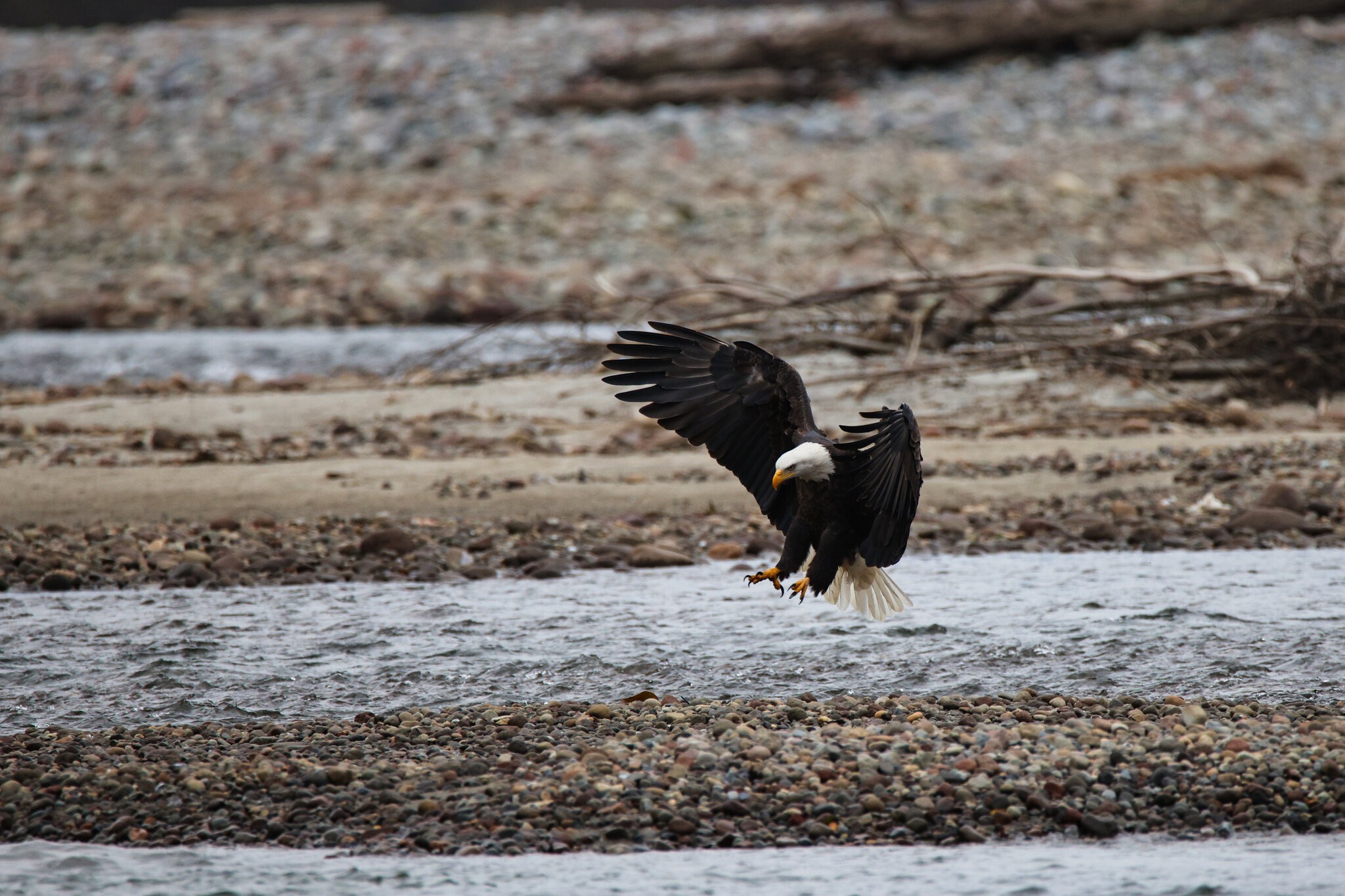 CSP_1374 Brackendale.jpg | Canon RF Shooters Forums