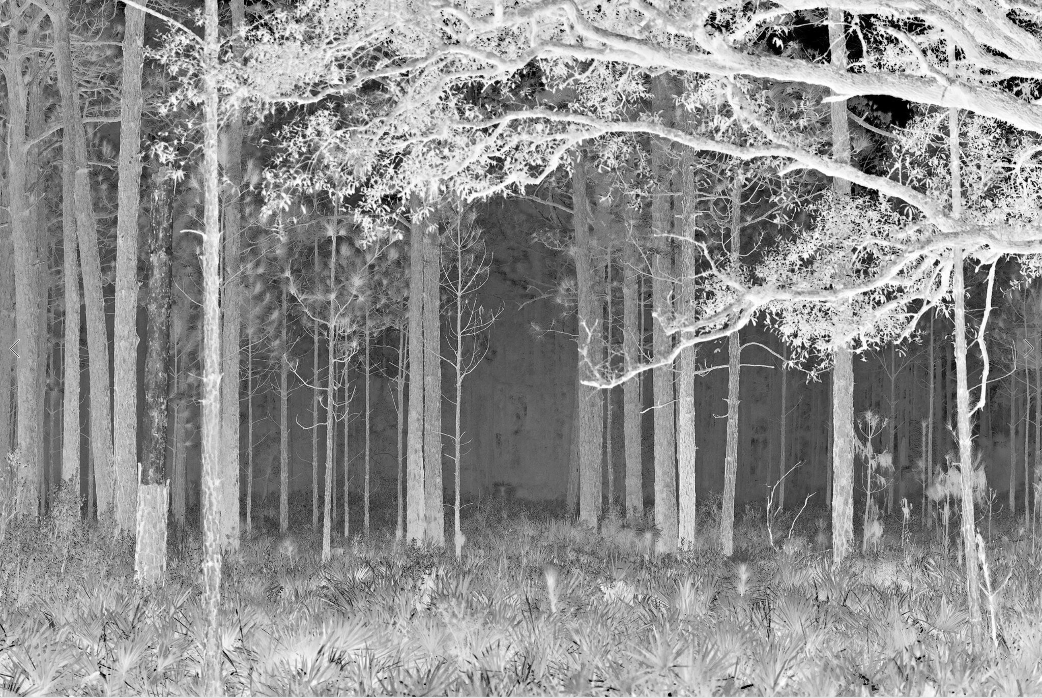 ctitanic trees - 2.jpg | Canon RF Shooters Forums