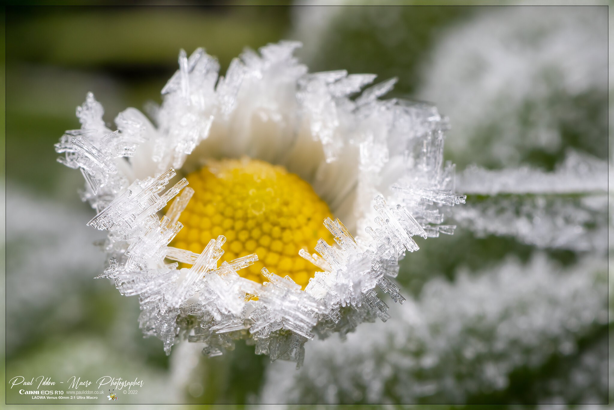 daisyfrozen_b_4k.jpg | Canon RF Shooters Forums