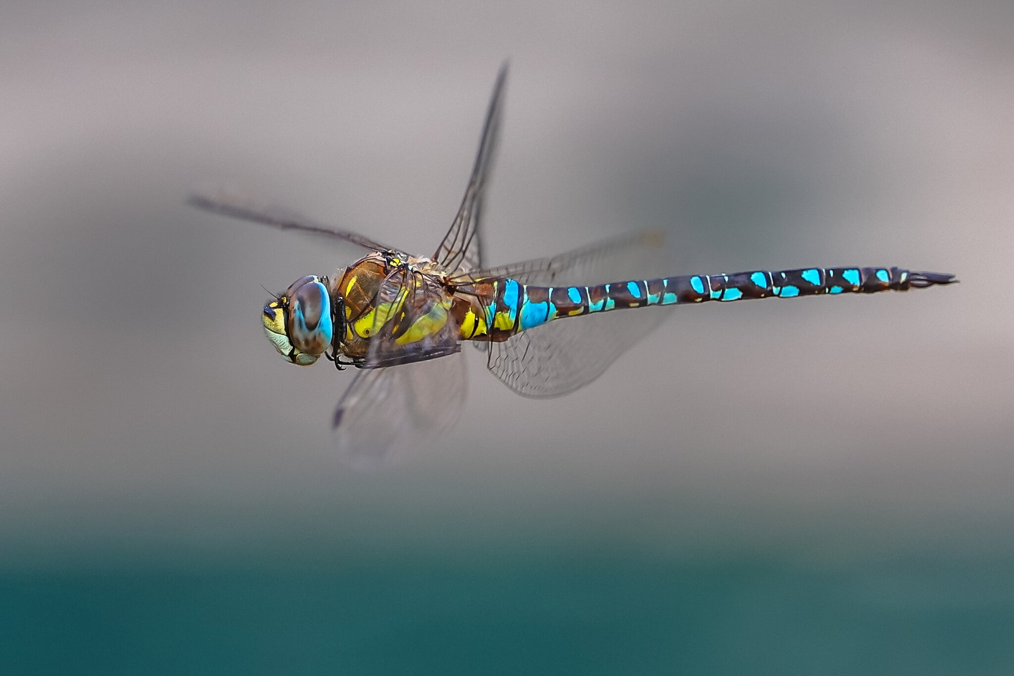 Dragon 2x.jpg | Canon RF Shooters Forums