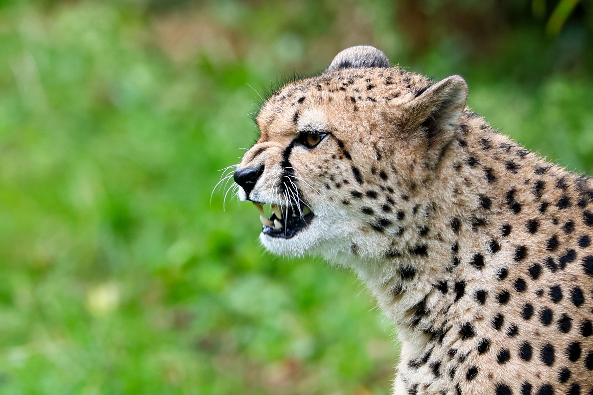 DSP_0051.jpg | Canon RF Shooters Forums