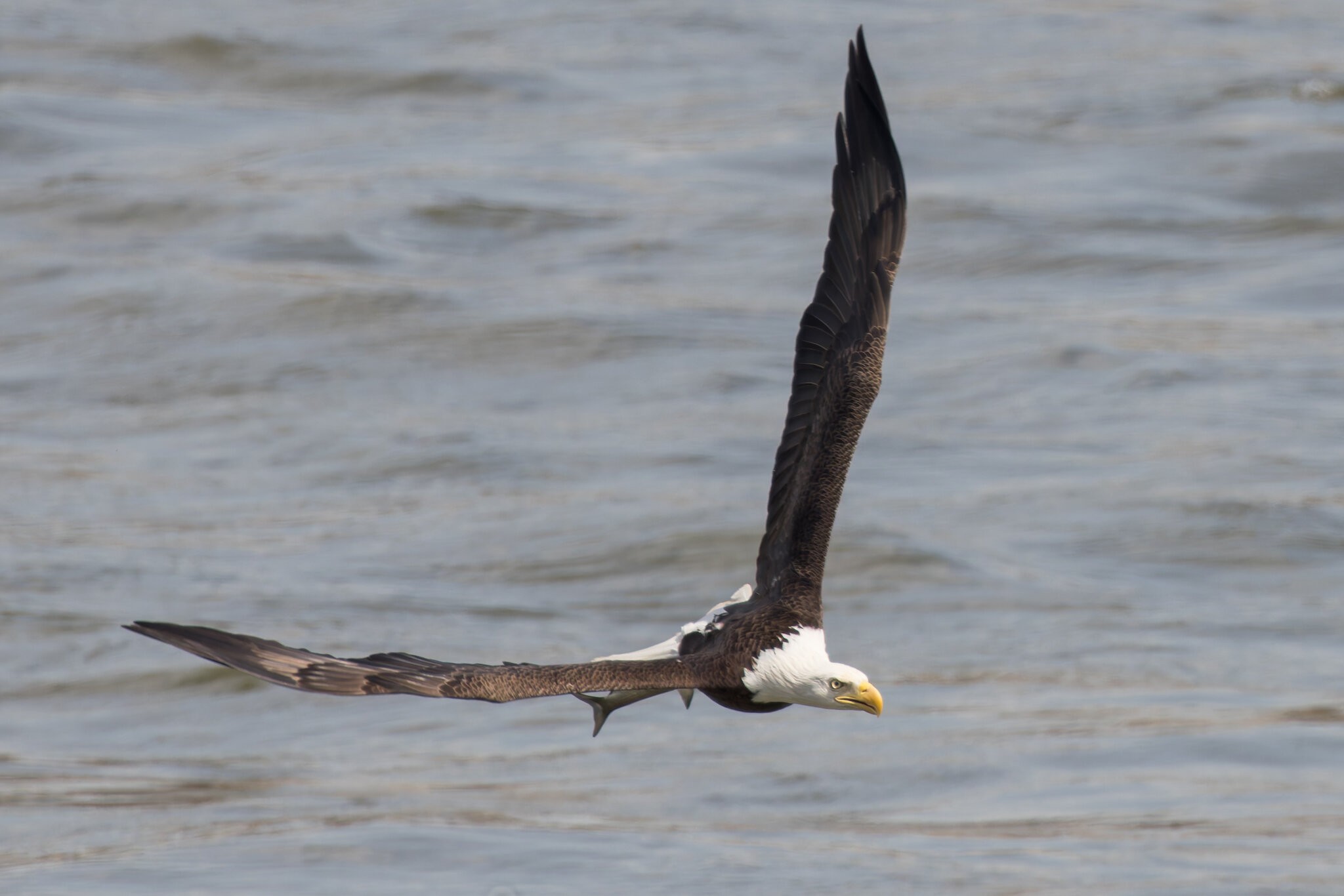 Eagle wing up.jpg | Canon RF Shooters Forums