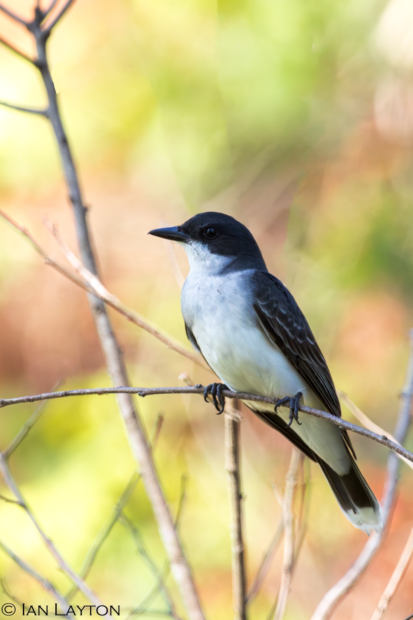 Eastern Kingbird - James Webb WMA-_R7_2243-Enhanced-NR.jpg | Canon RF ...