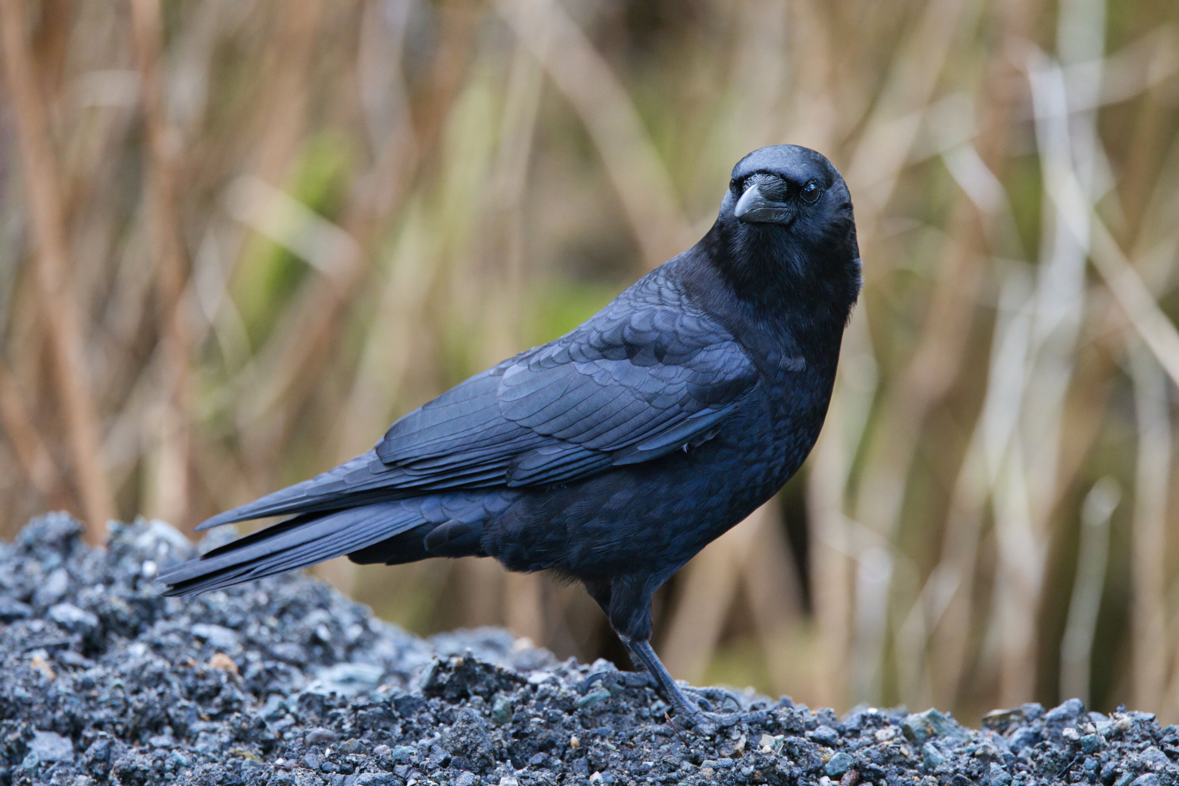 Even the common American Crow needs some love! | Canon RF Shooters Forums
