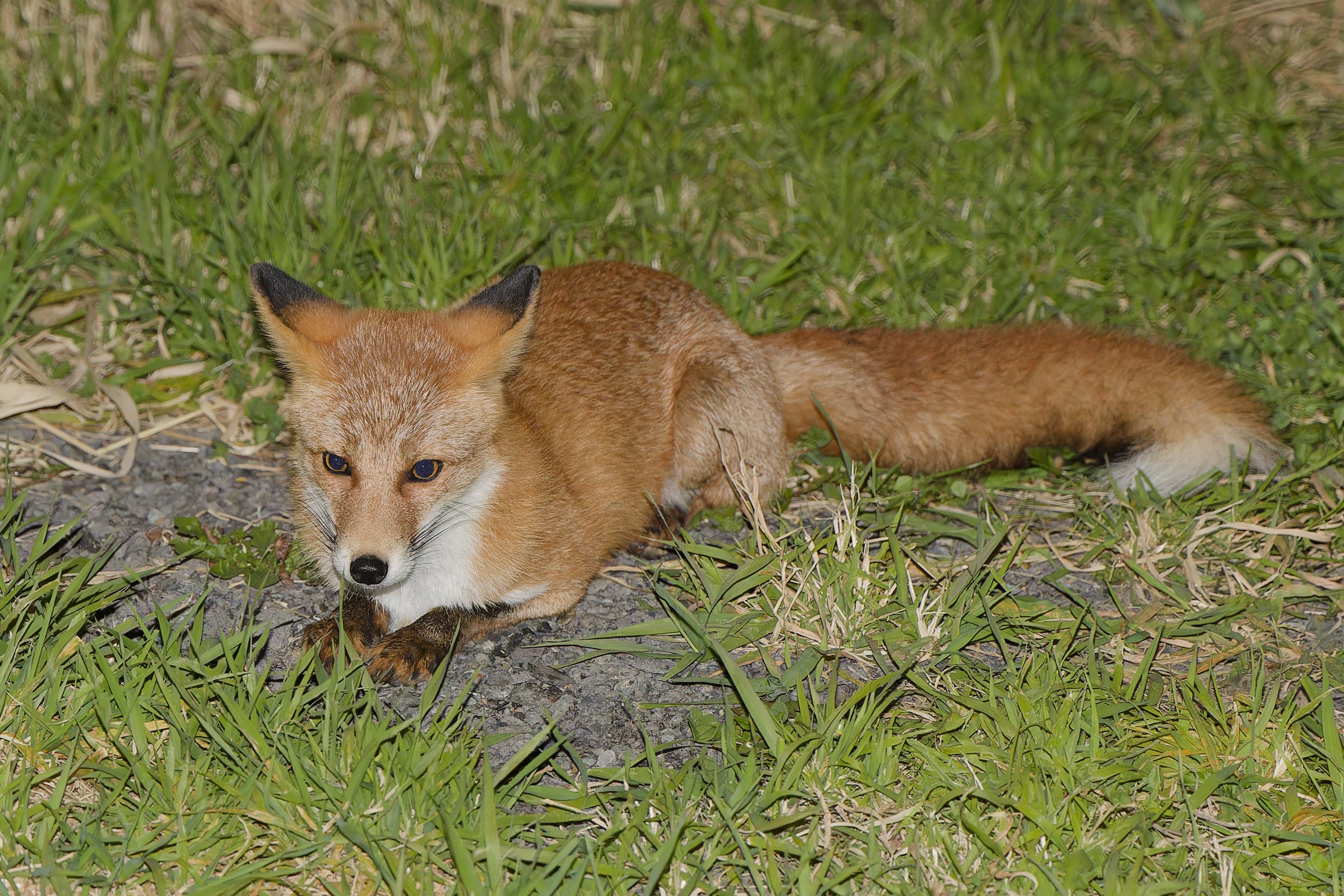 Ezo red fox | Canon RF Shooters Forums