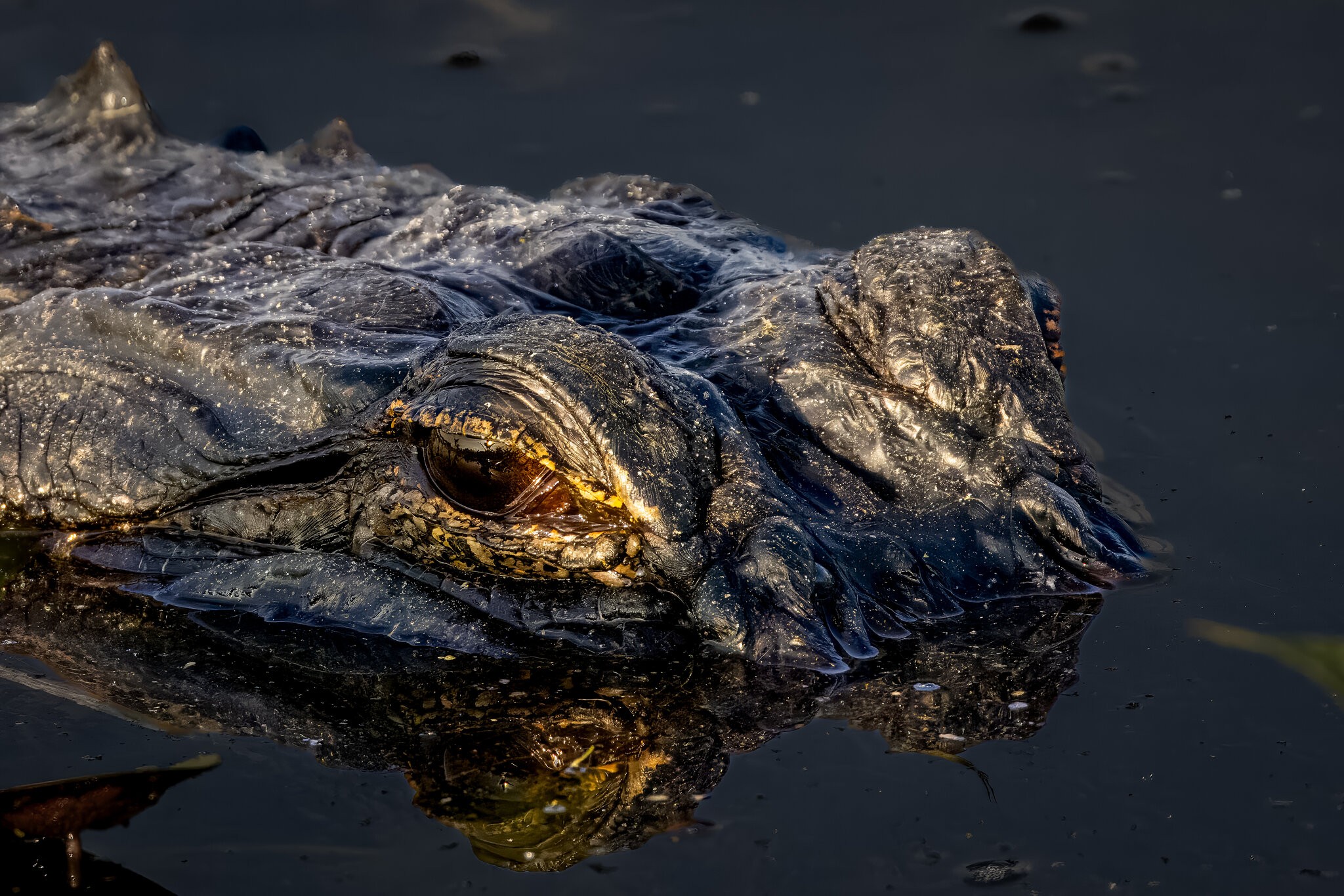 F7C87A42-067A-4BA2-BBAD-204D7E654E1A.jpeg | Canon RF Shooters Forums