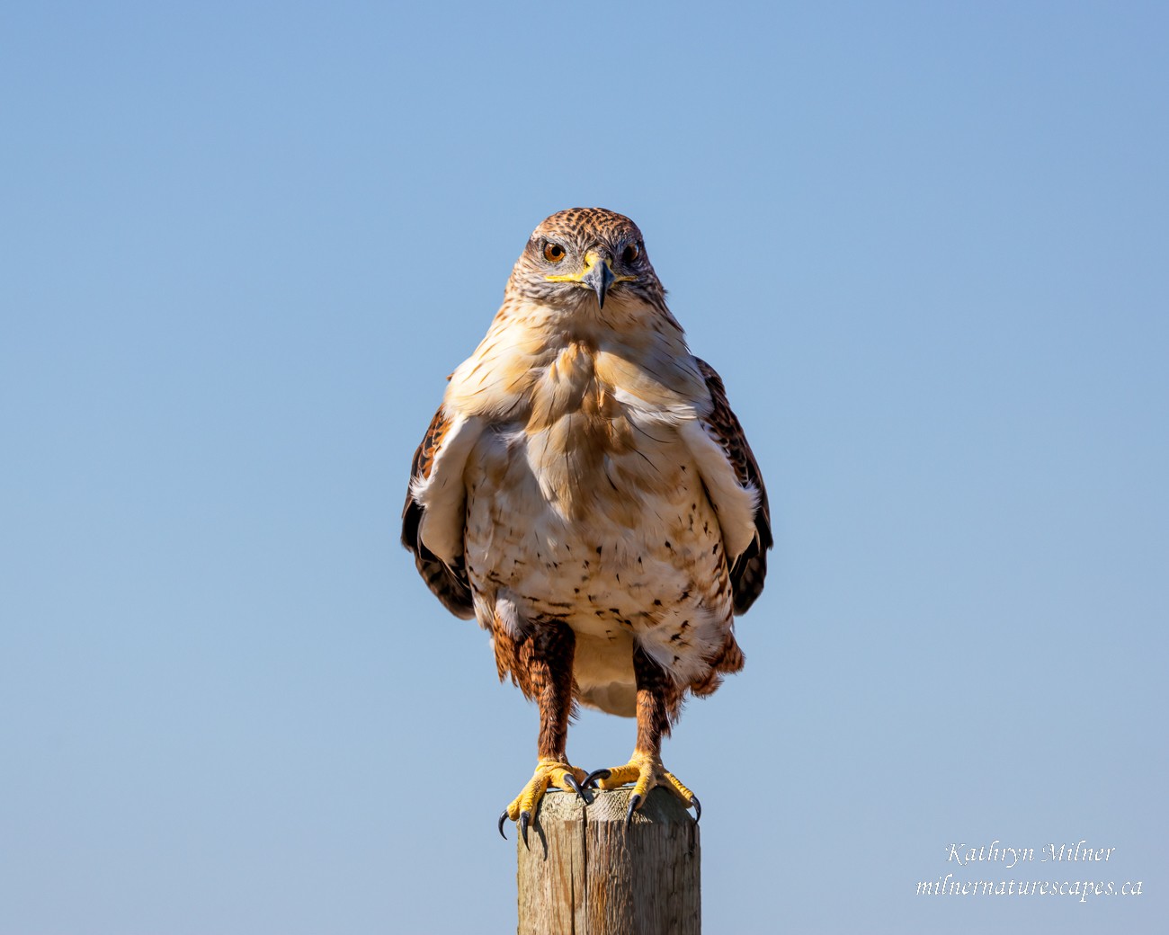 Ferruginous Hawk - curious.jpg | Canon RF Shooters Forums