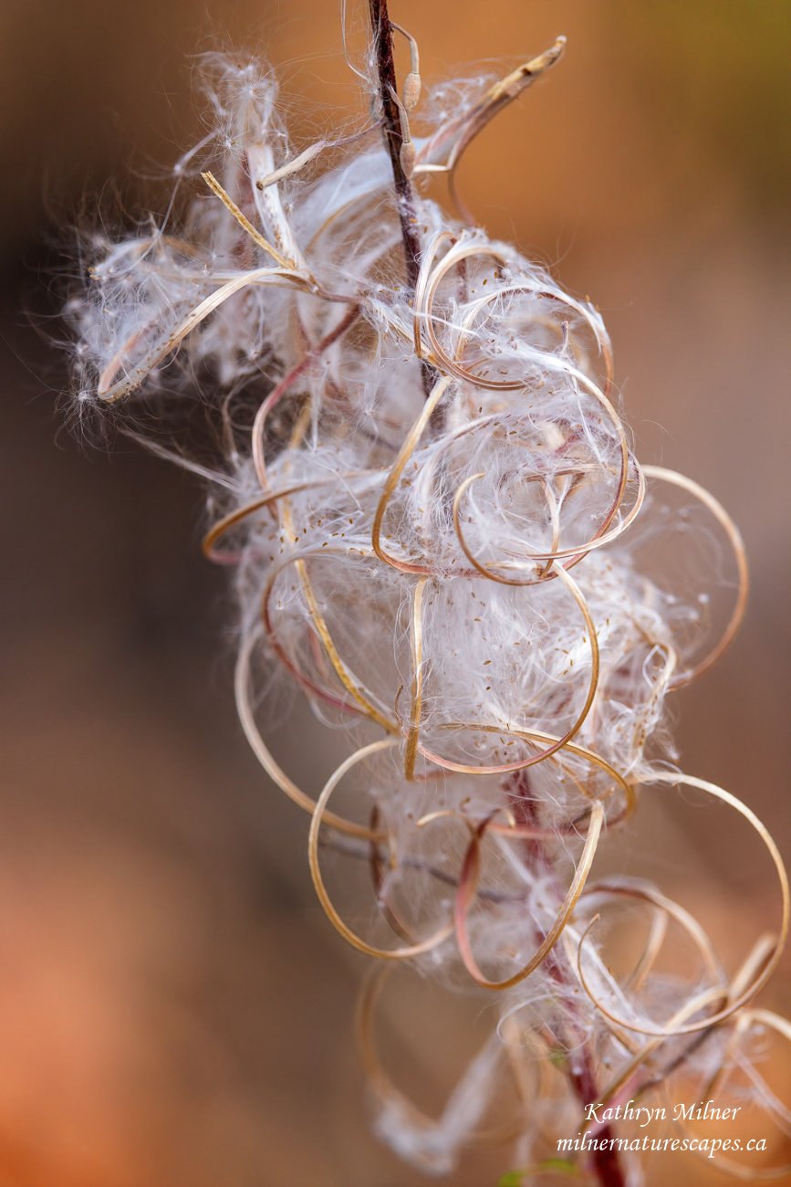 Fireweed seeds.jpg | Canon RF Shooters Forums