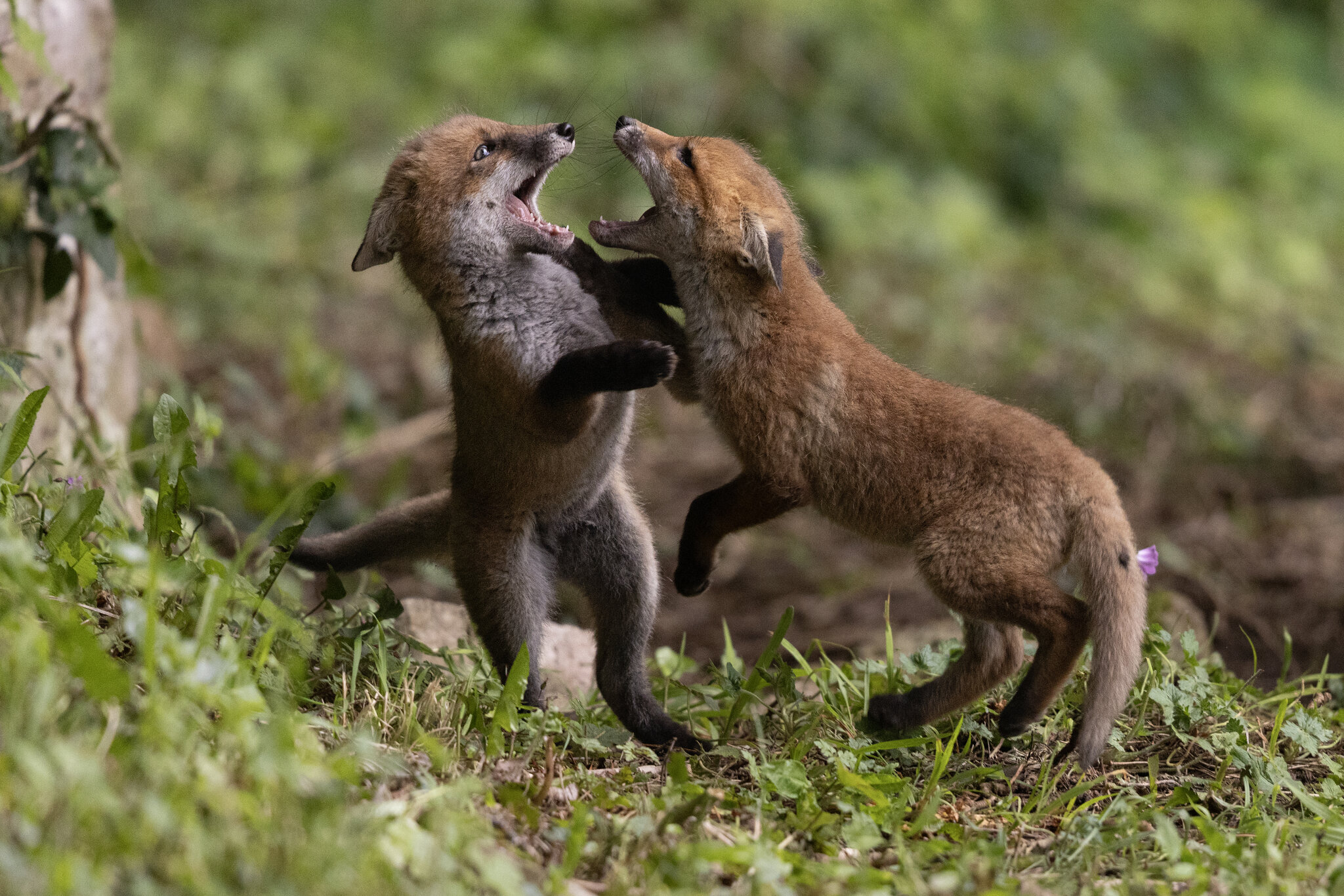 Fox cub siblings.jpg | Canon RF Shooters Forums