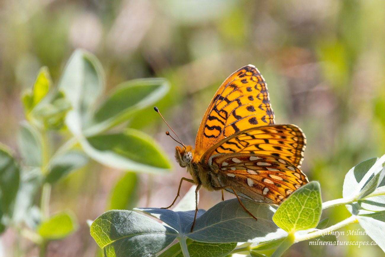Fritillary Butterfly | Canon RF Shooters Forums