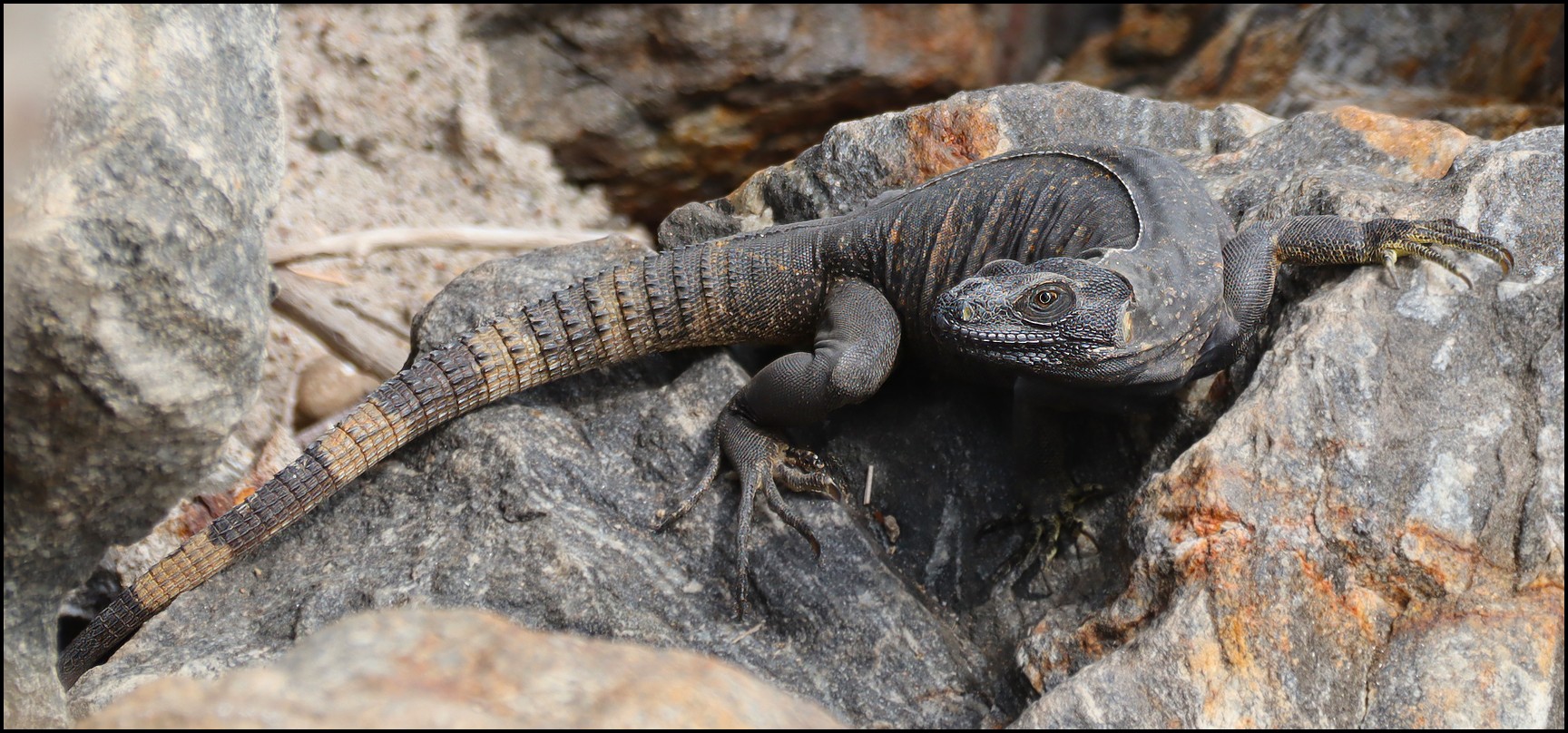 Garrobo Lizard.jpg | Canon RF Shooters Forums