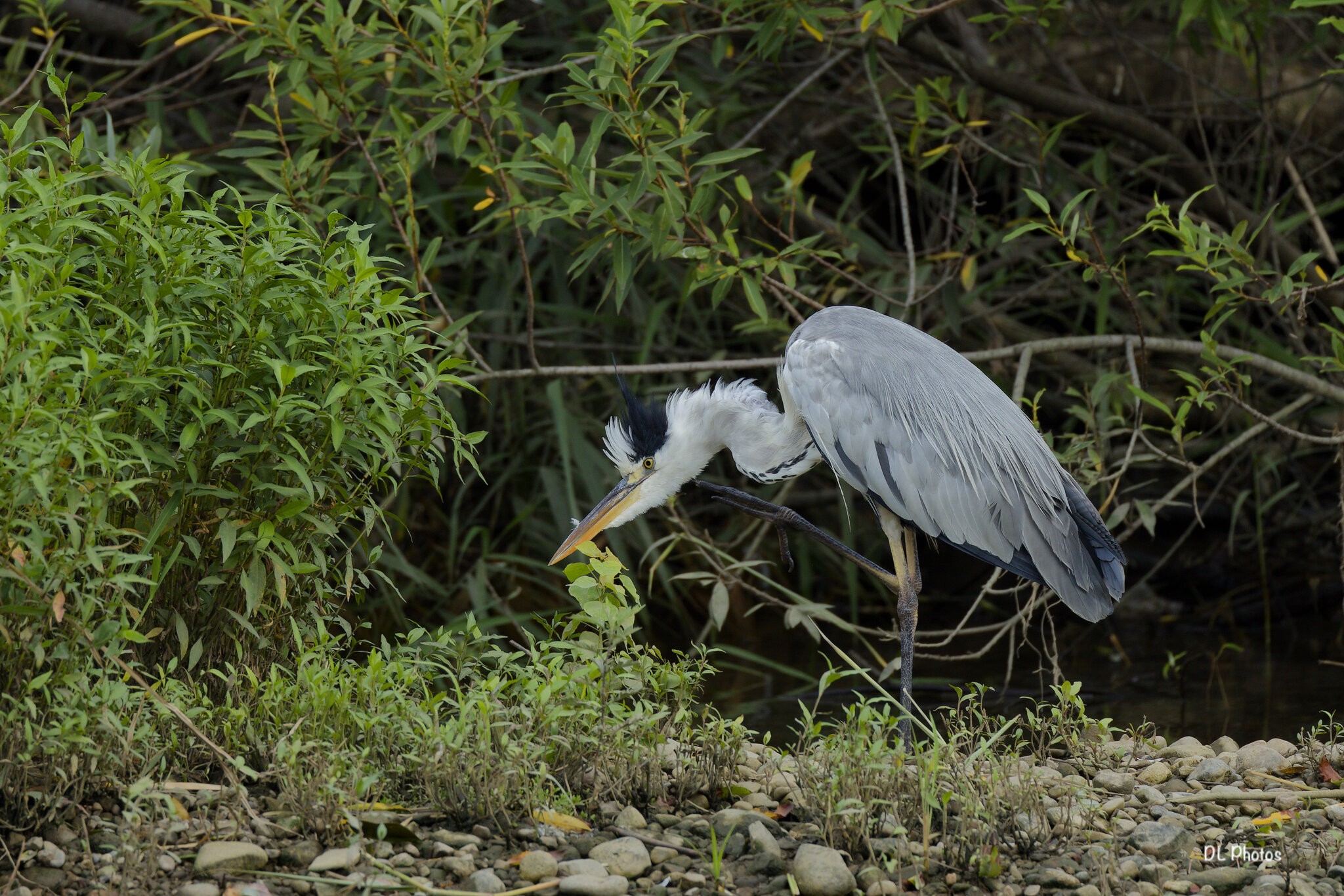 GH2.jpg | Canon RF Shooters Forums