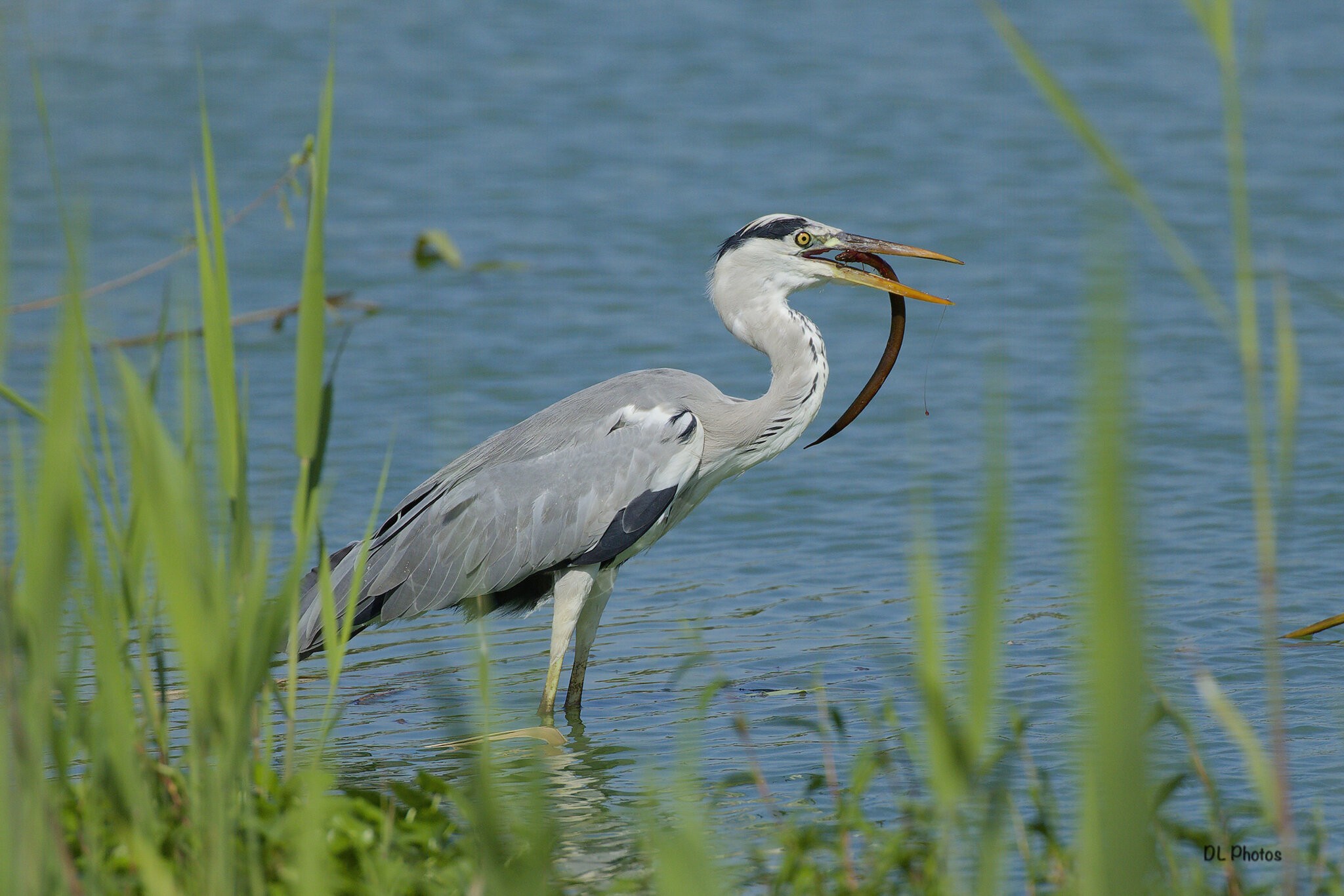 GHer.jpg | Canon RF Shooters Forums