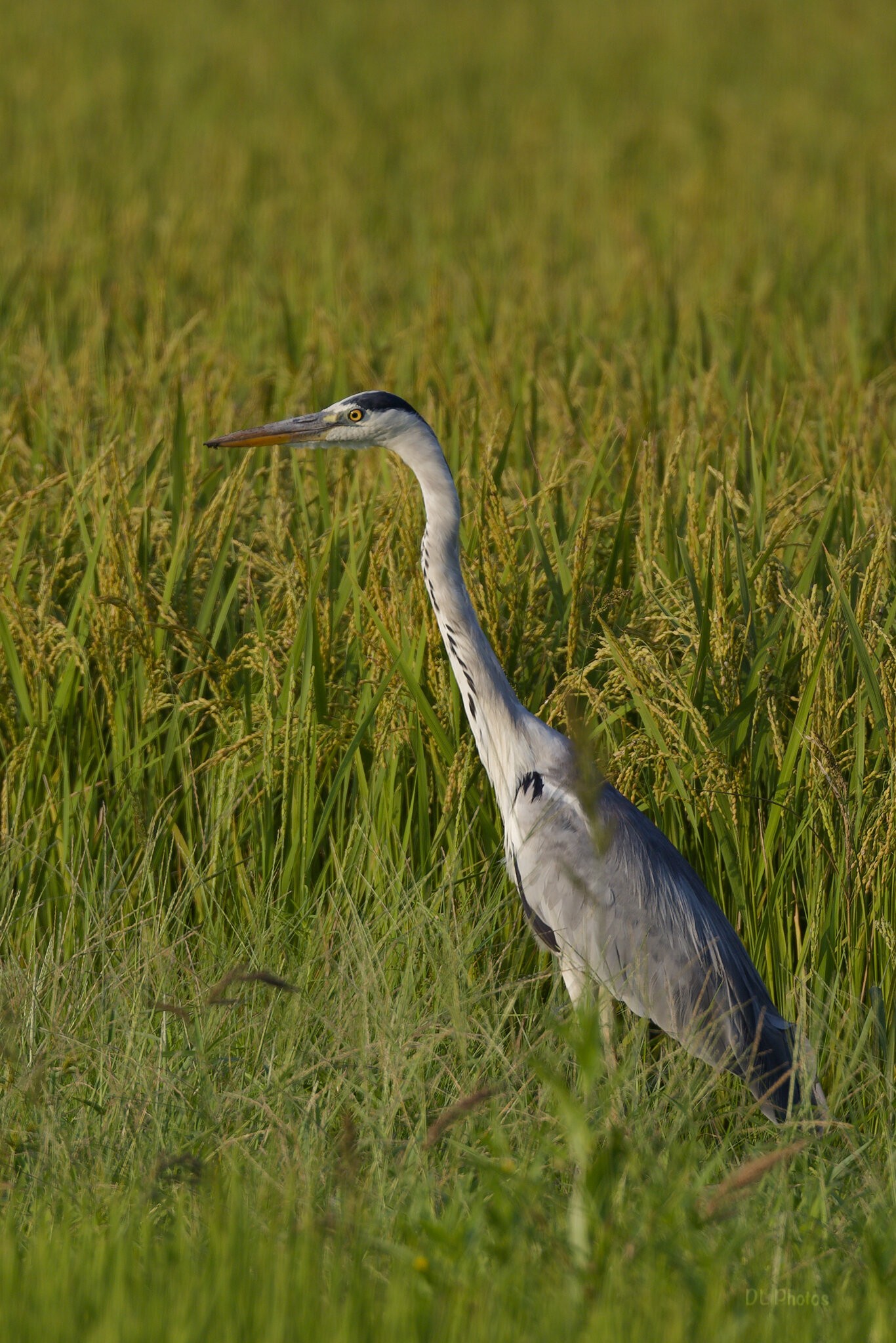 ghgh.jpg | Canon RF Shooters Forums