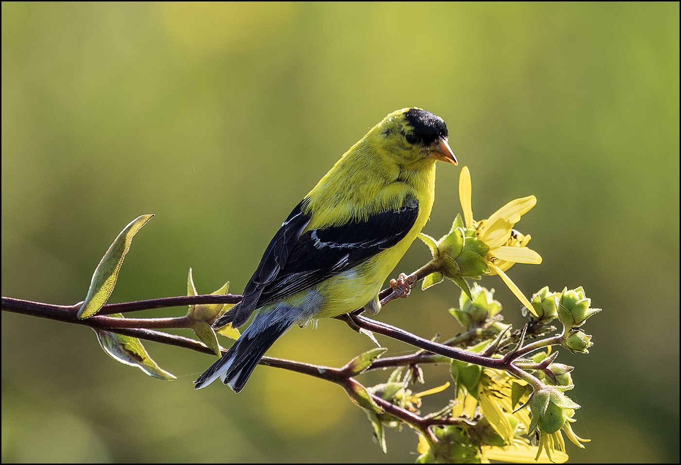 Gold Finch III.jpg | Canon RF Shooters Forums