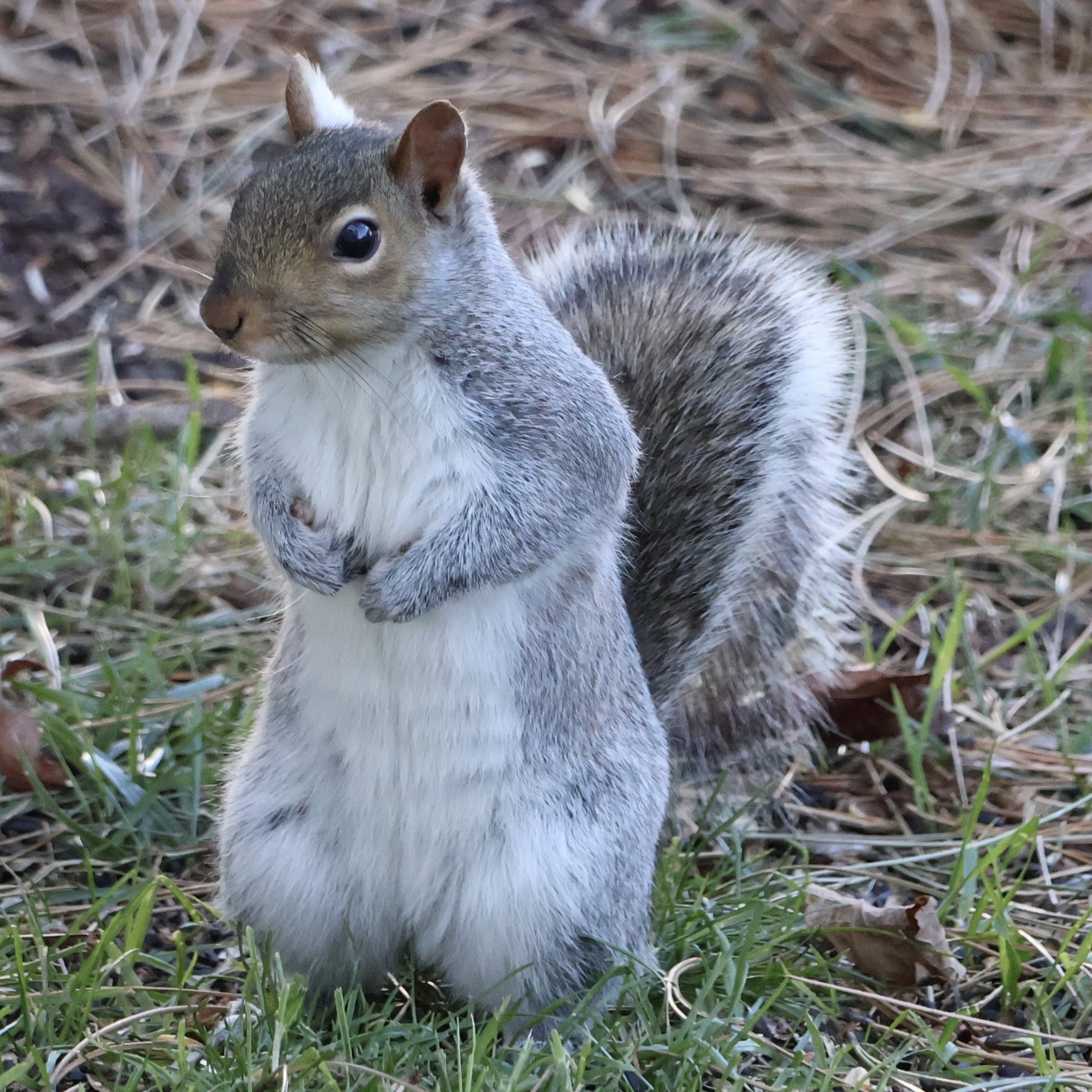 Gray Squirrel 2.jpeg | Canon RF Shooters Forums