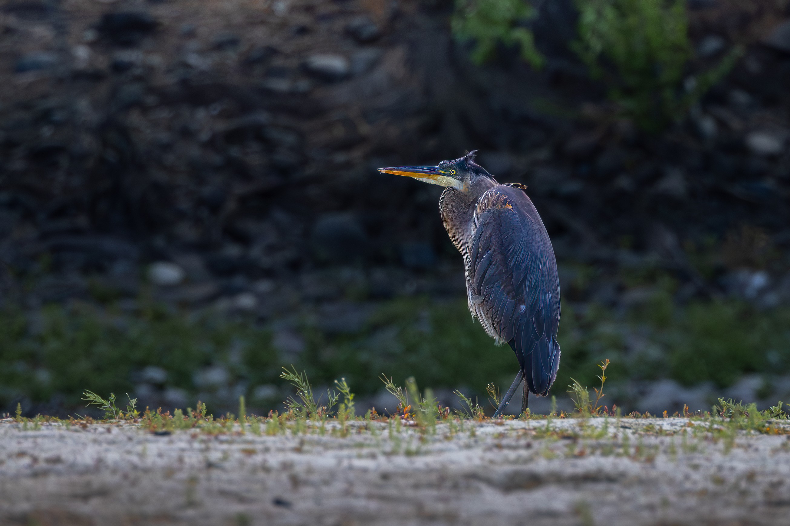 Great Blue Herron | Canon RF Shooters Forums