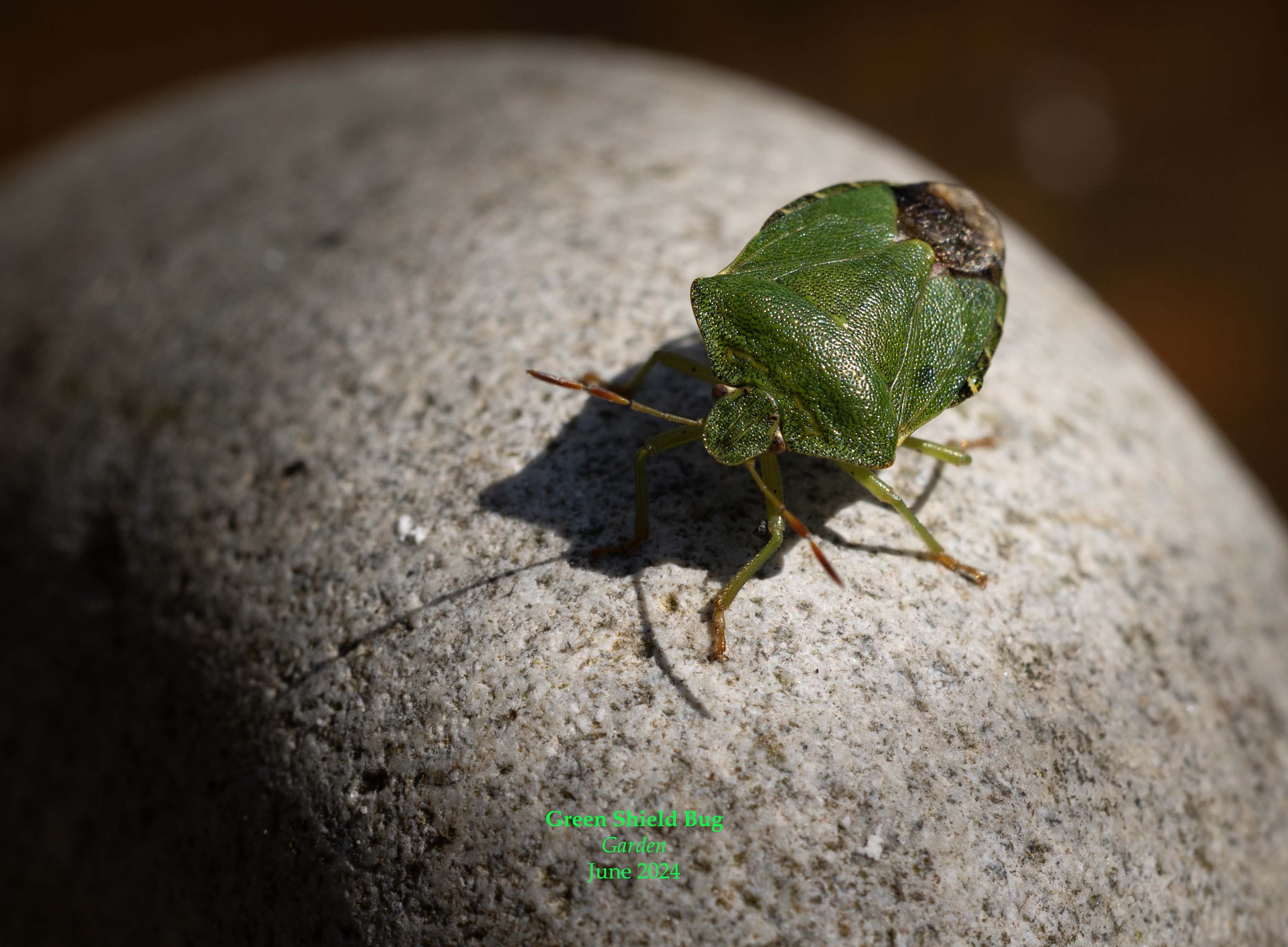 Green Shield Bug 1.jpg | Canon RF Shooters Forums