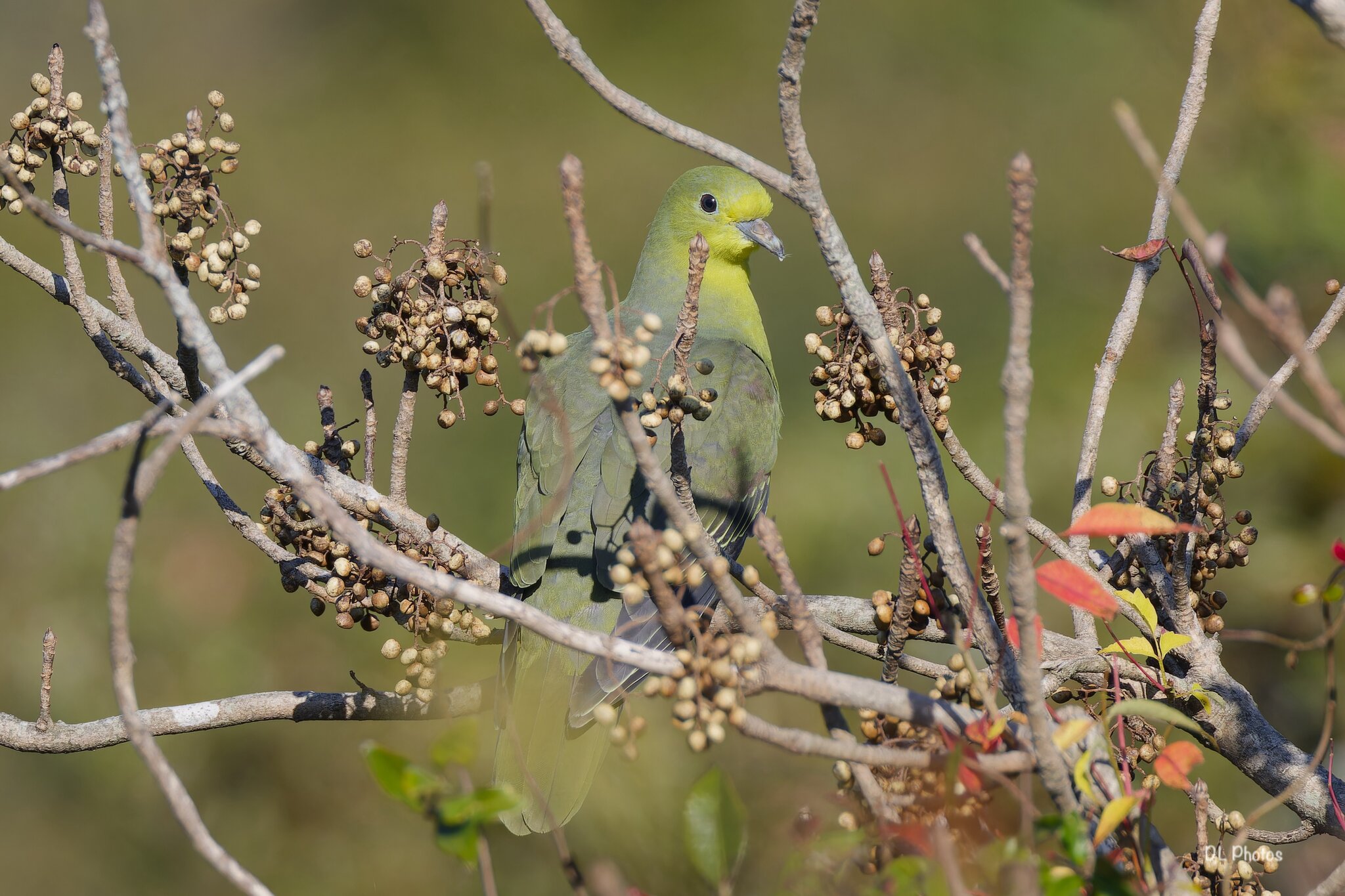 grnp.jpg | Canon RF Shooters Forums