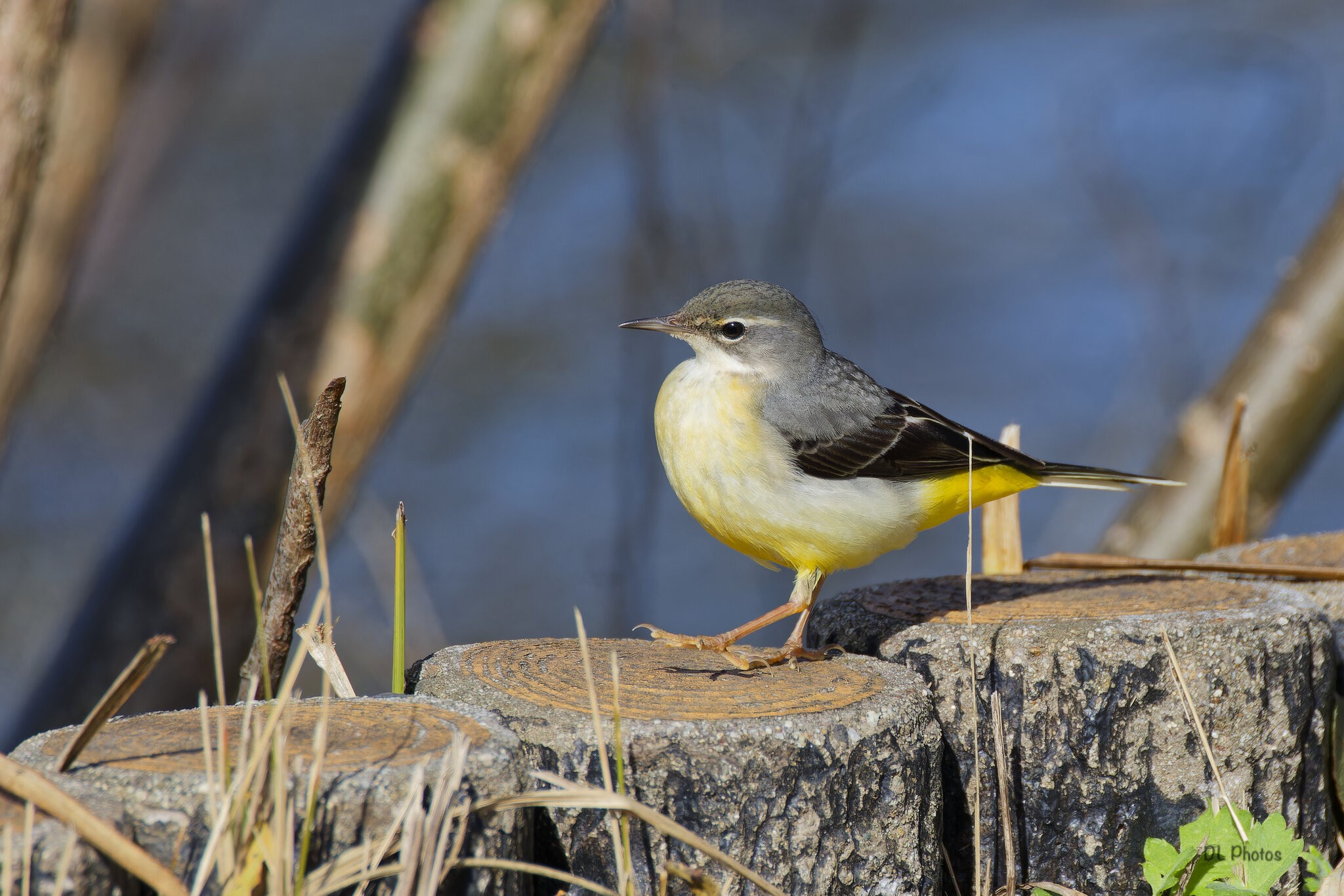 gwag.jpg | Canon RF Shooters Forums