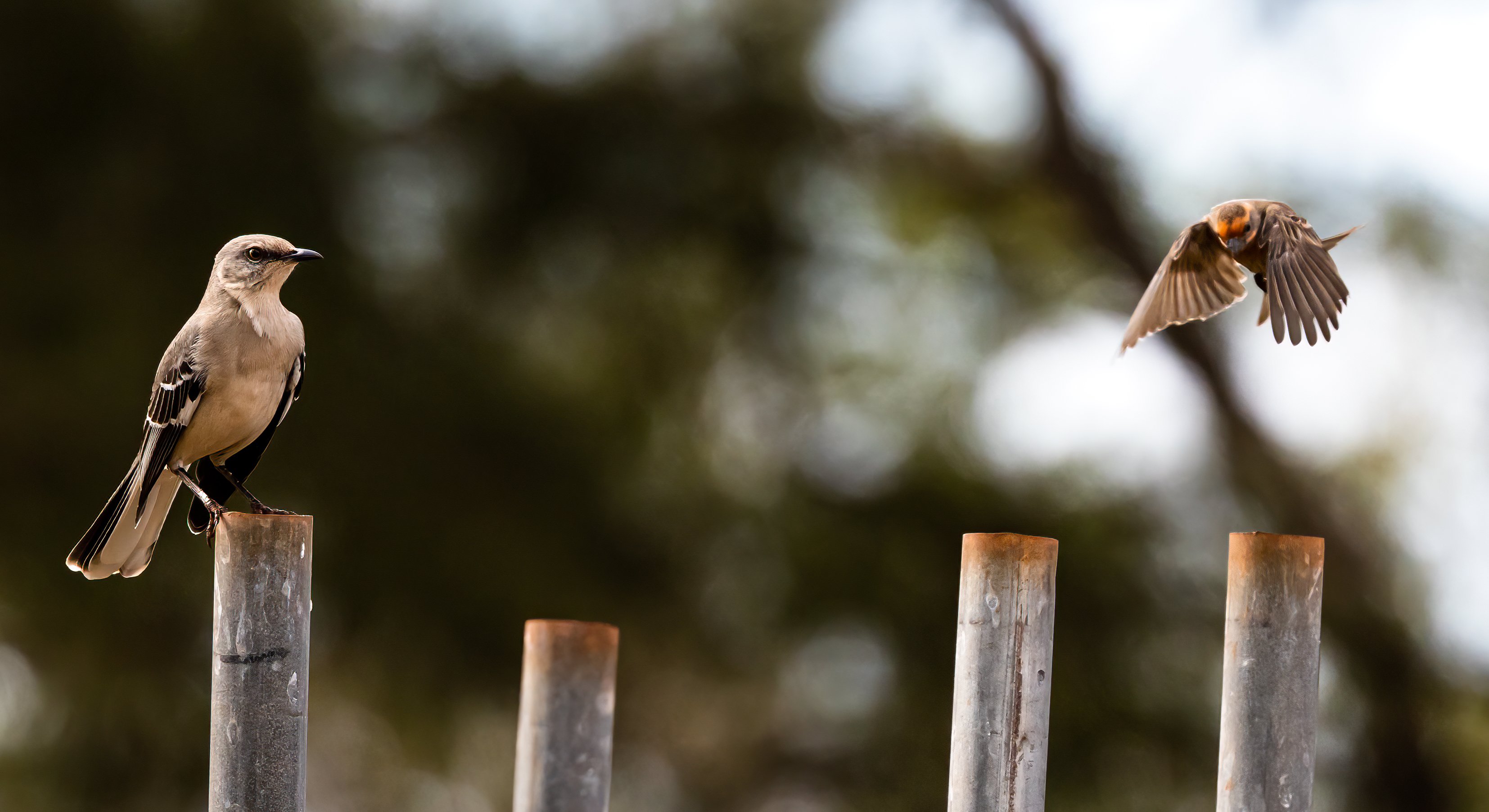 Hawaiian_Mockingbird_and_Finch.jpg | Canon RF Shooters Forums