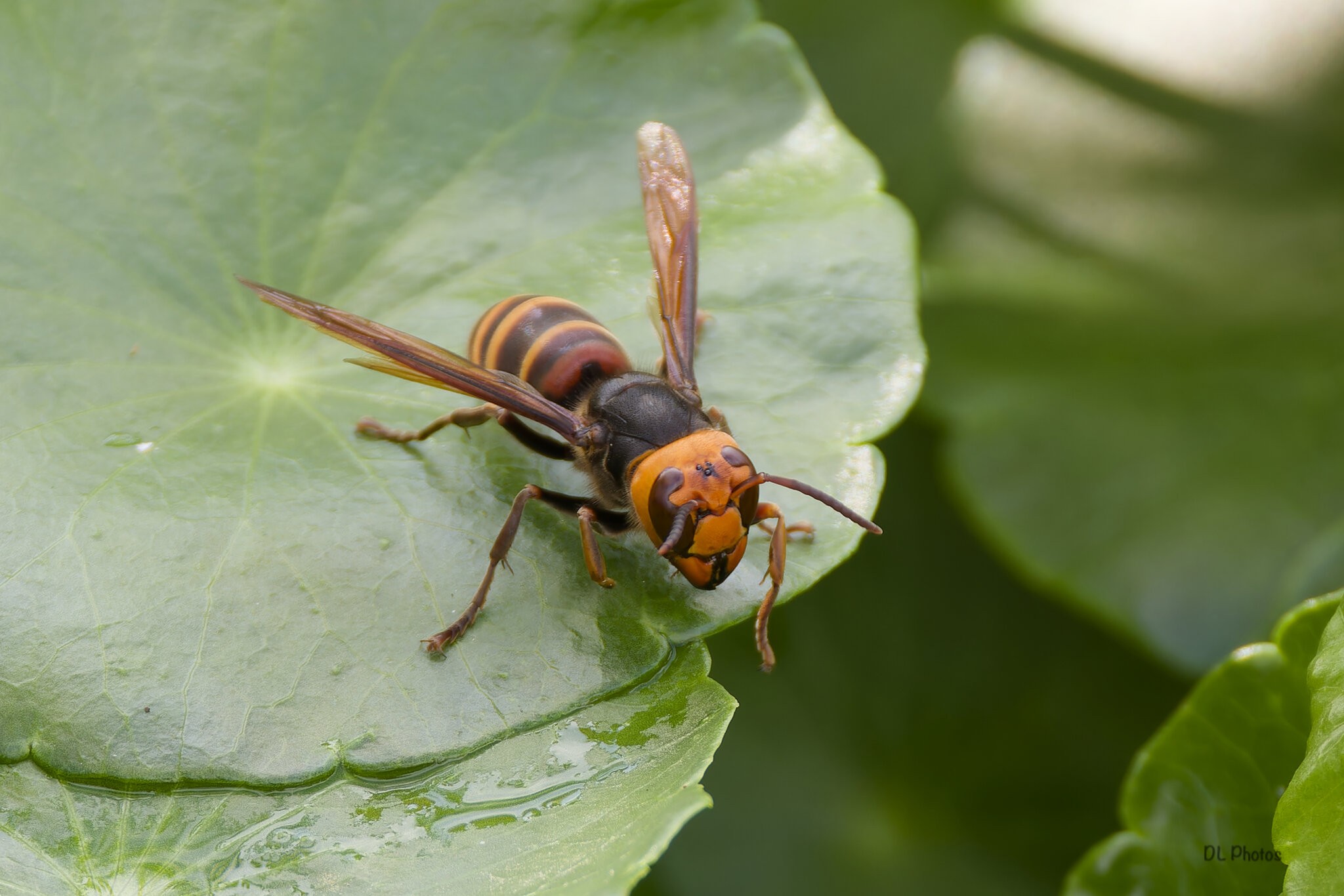 hornet.jpg | Canon RF Shooters Forums