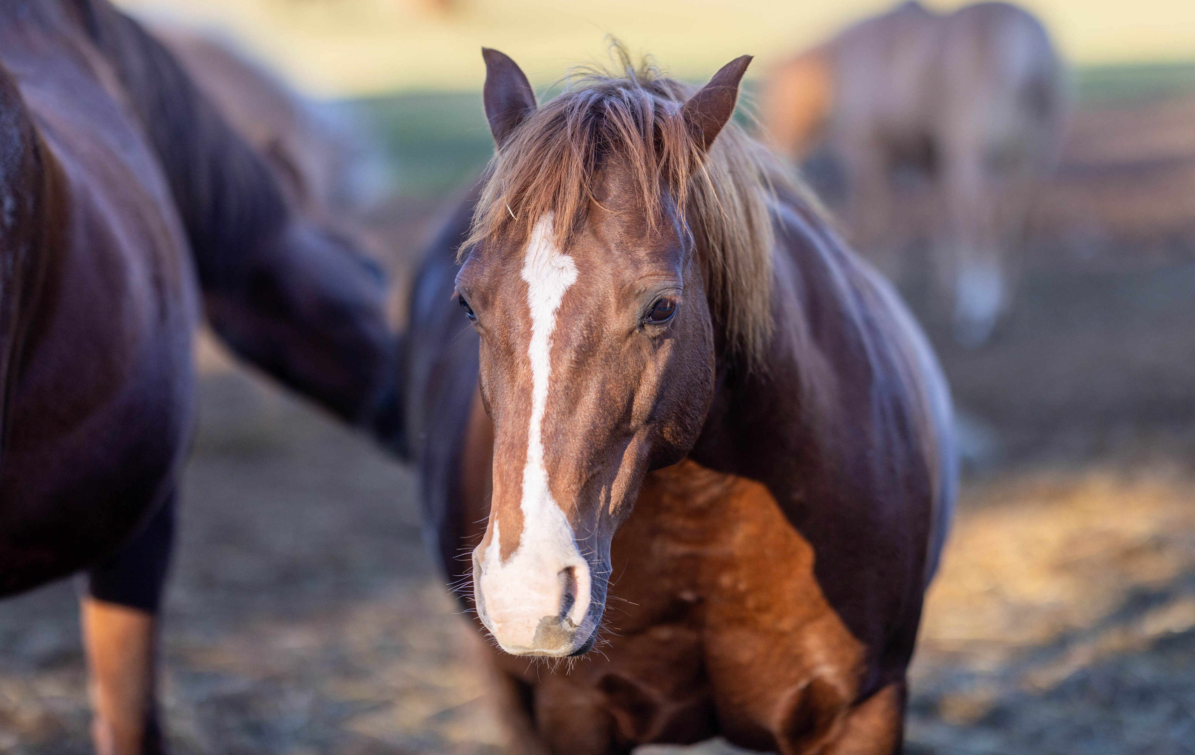 Horse 1.jpg | Canon RF Shooters Forums