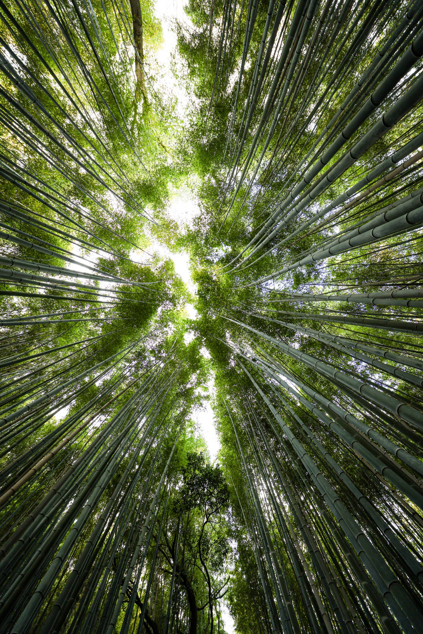 HX9A1742.jpg | Canon RF Shooters Forums