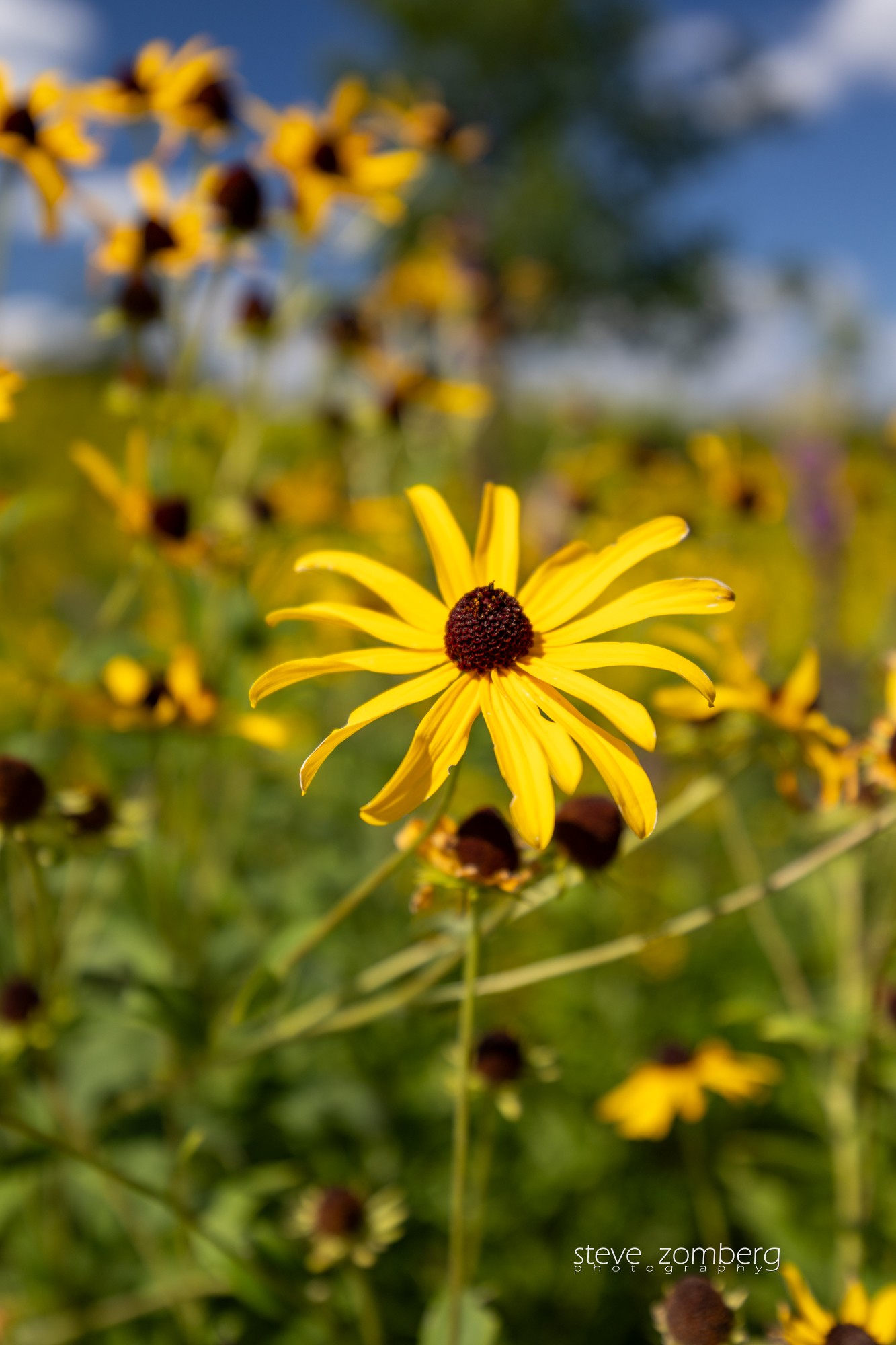 IMG_3232.jpg | Canon RF Shooters Forums