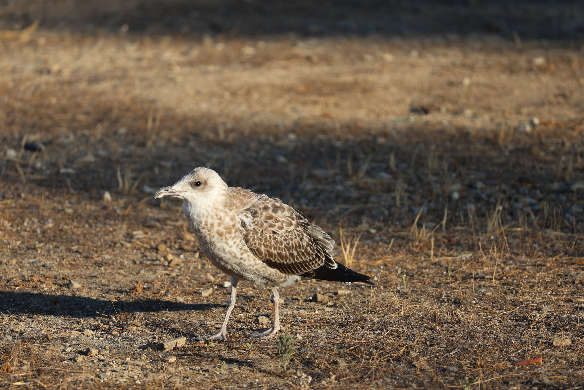 IMG_6870.JPG | Canon RF Shooters Forums