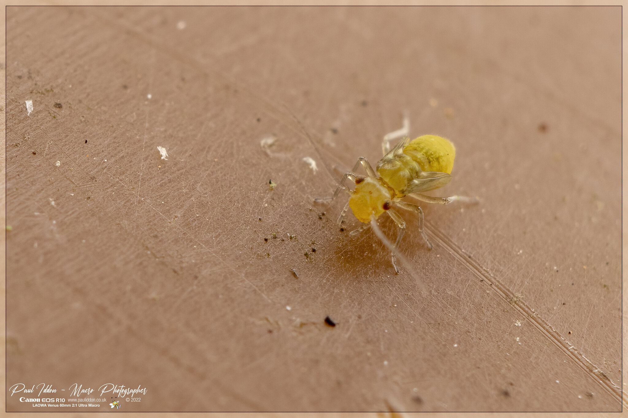 insect_b_4k.jpg | Canon RF Shooters Forums