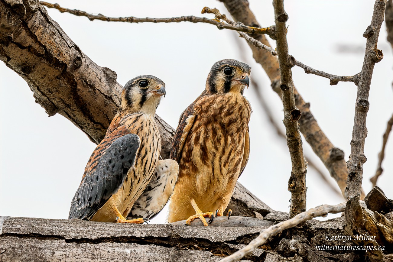 Kestrel fledglings.jpg | Canon RF Shooters Forums