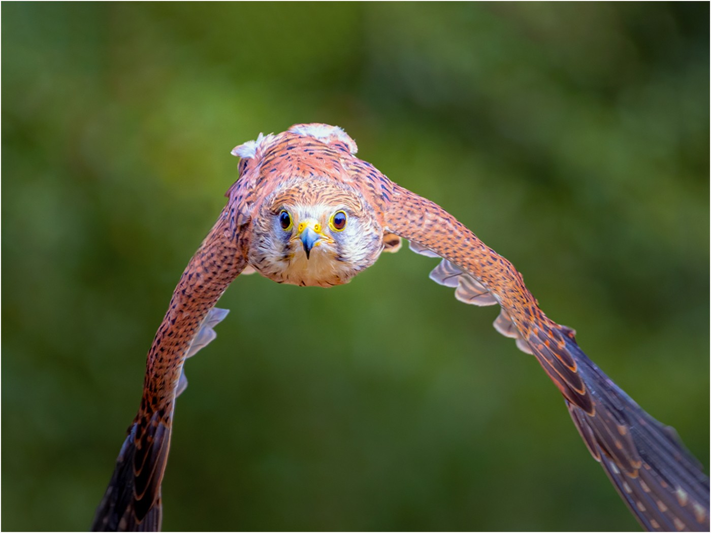 Kestrel in flight | Canon RF Shooters Forums