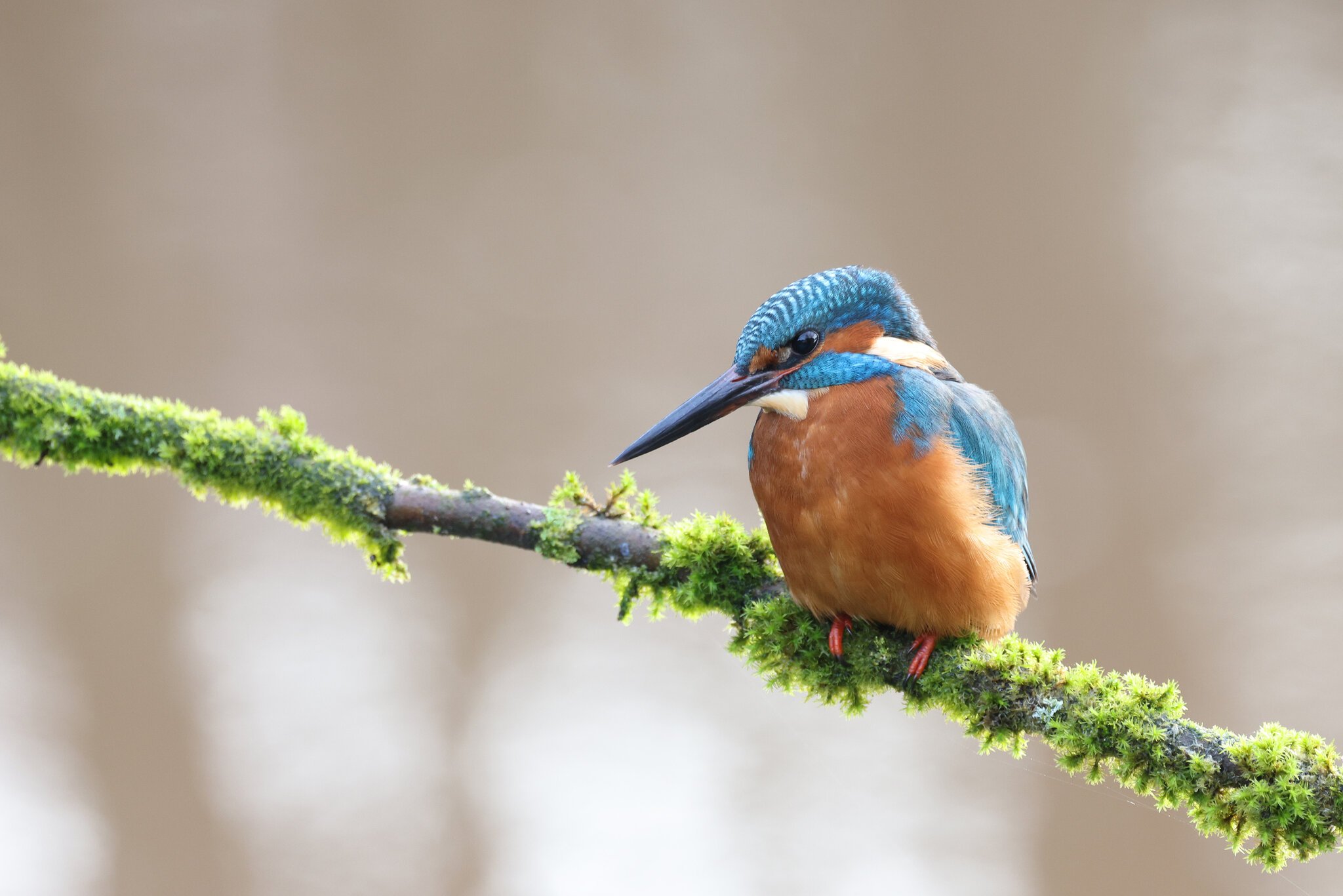 kingfisher4-100500.jpg | Canon RF Shooters Forums