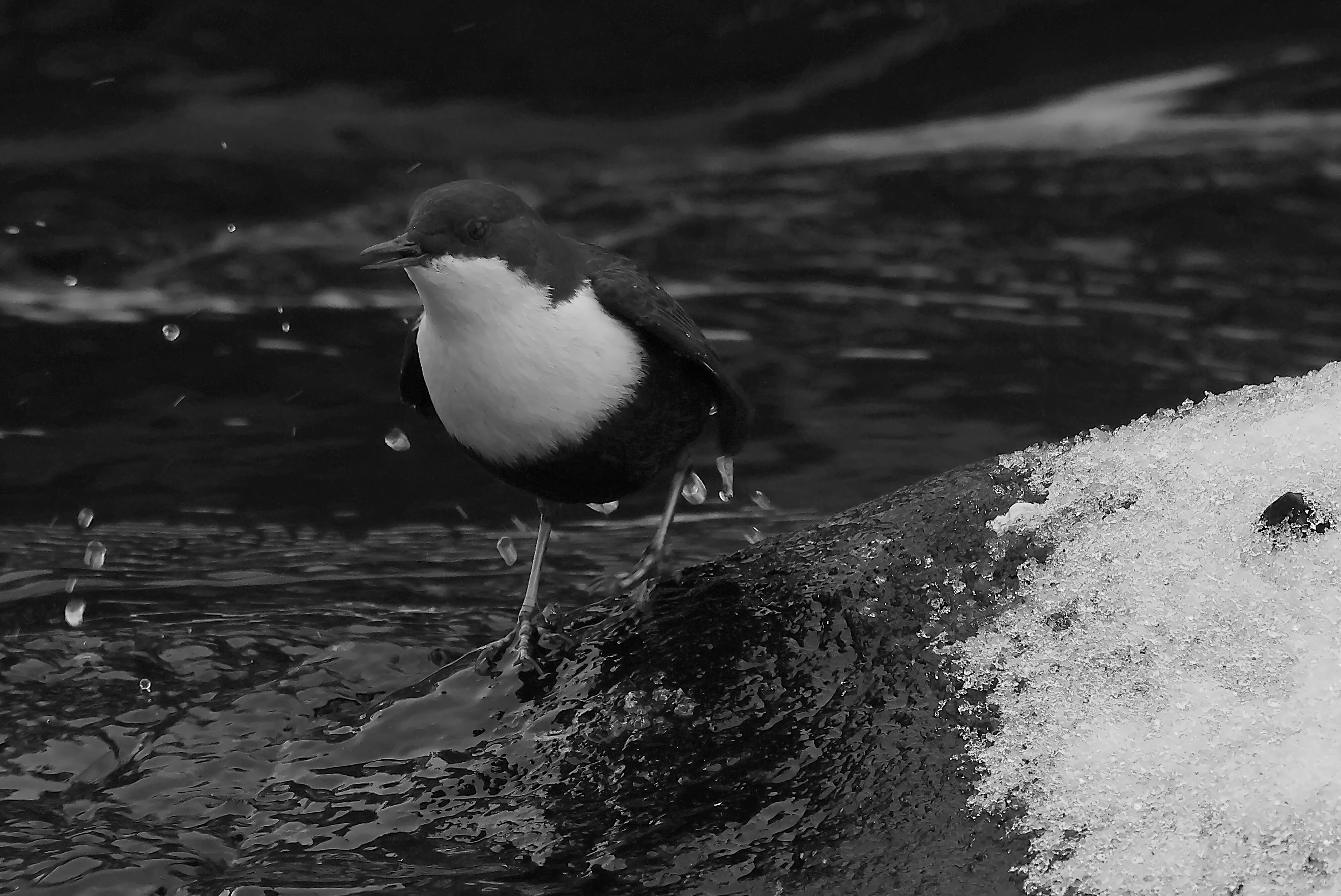 Koskikara 01.02.24 FIN.jpg | Canon RF Shooters Forums