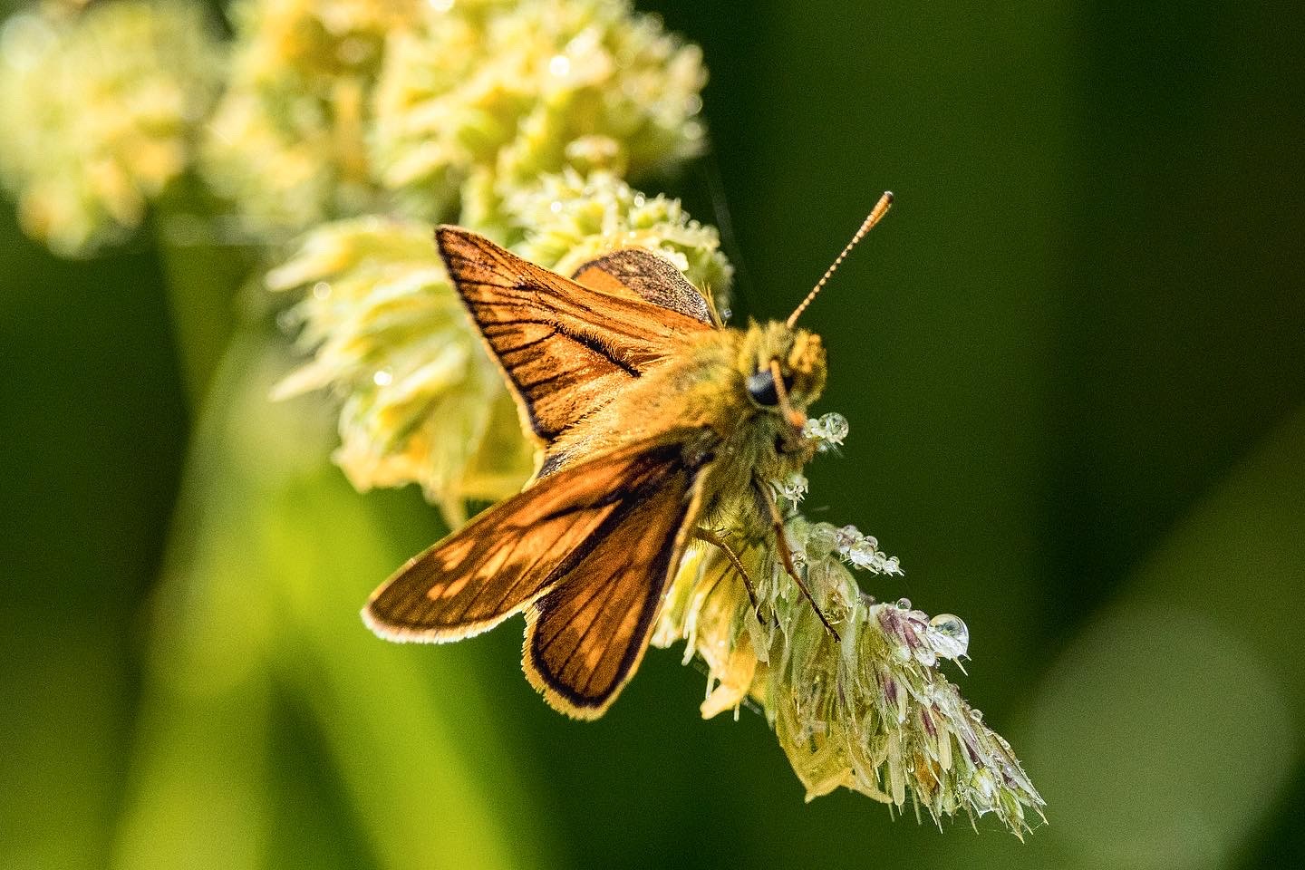 Large Skipper. | Canon RF Shooters Forums
