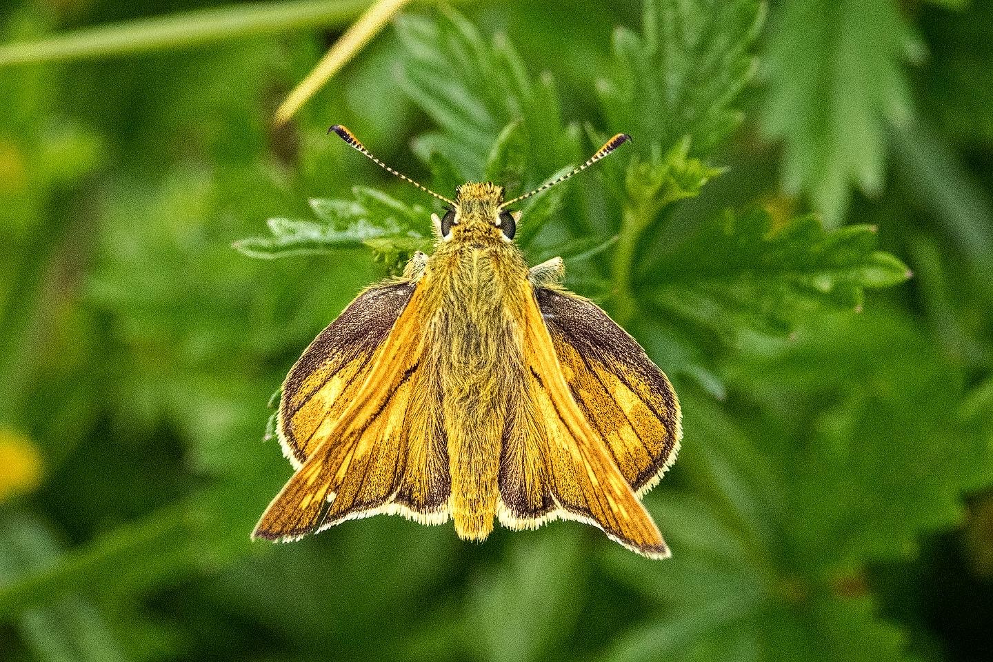 Large Skipper. | Canon RF Shooters Forums