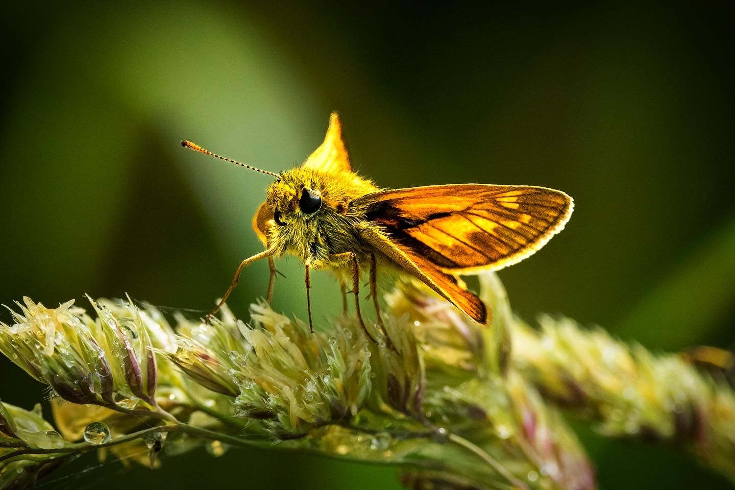 Large Skipper. | Canon RF Shooters Forums
