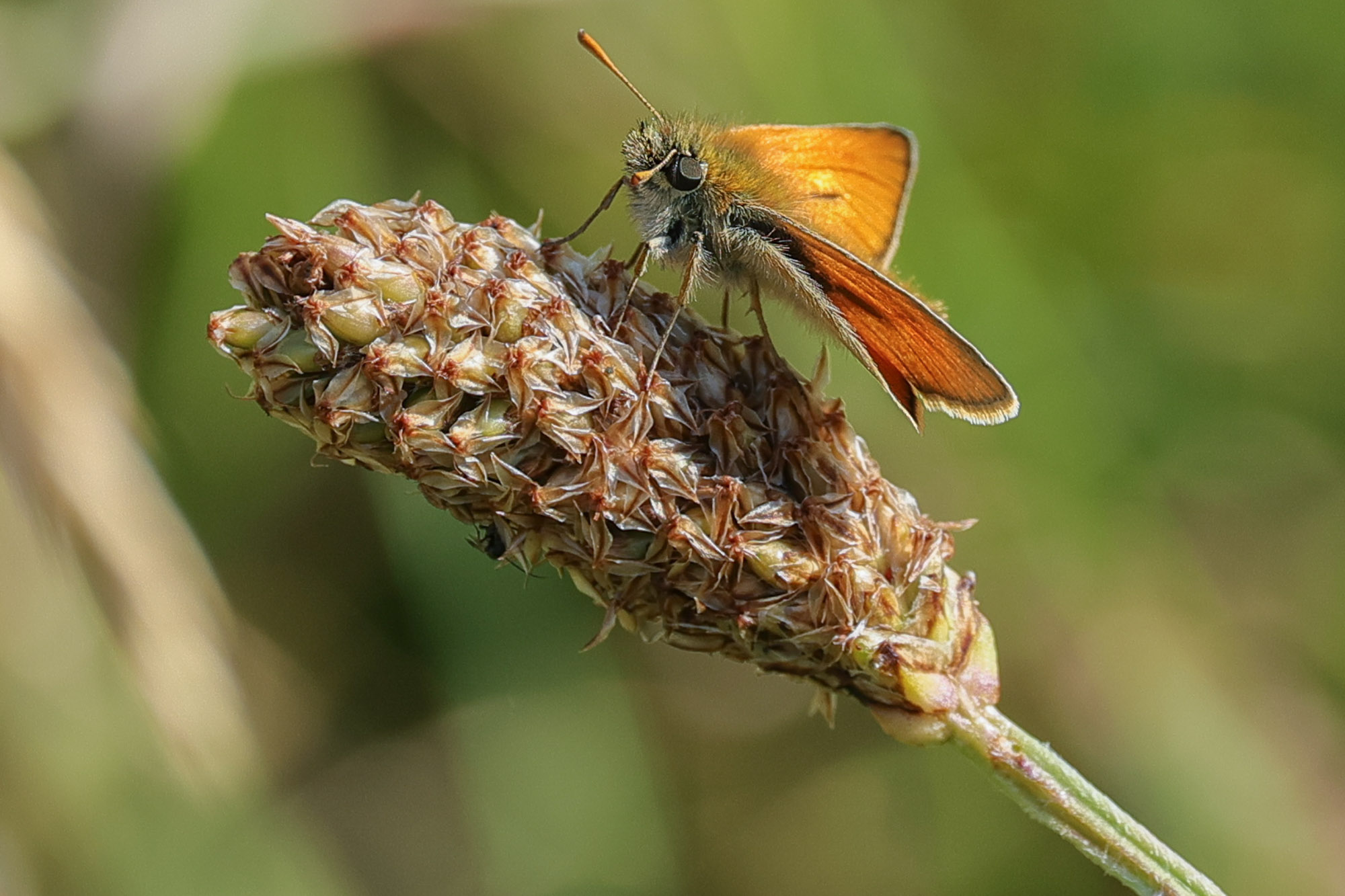 Large Skipper | Canon RF Shooters Forums