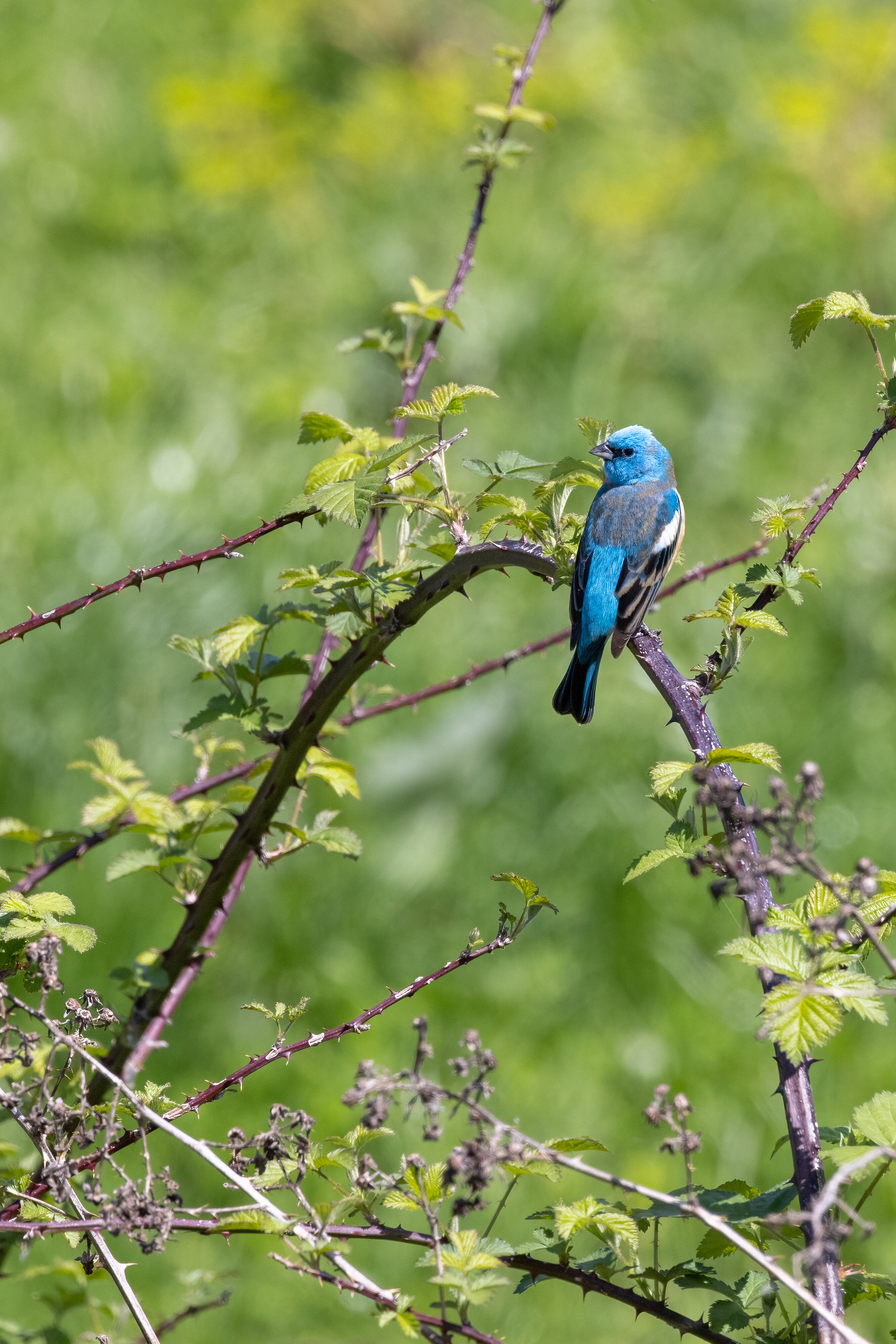 Lazuli Bunting | Canon RF Shooters Forums