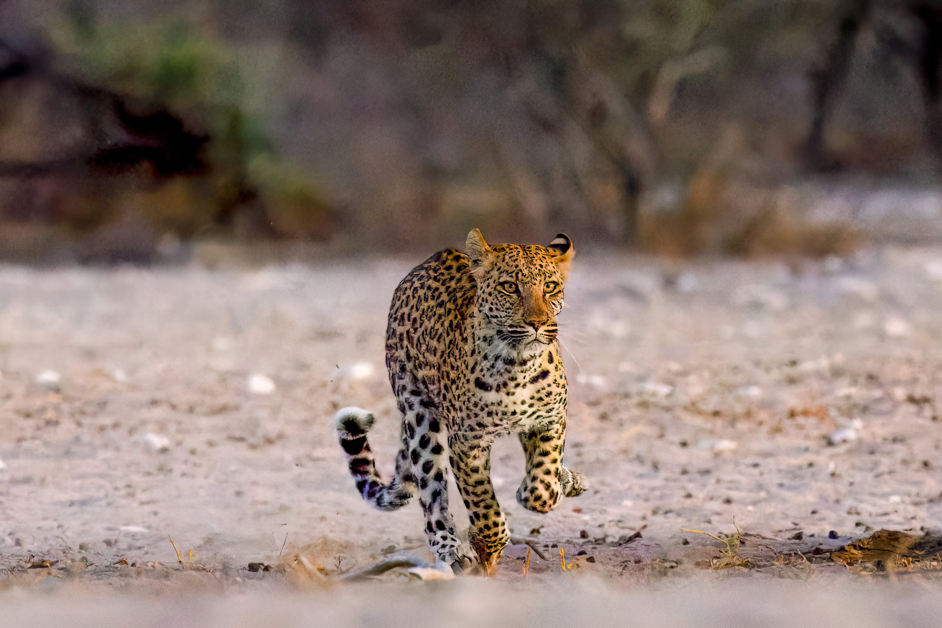 Leopard-30.jpg | Canon RF Shooters Forums