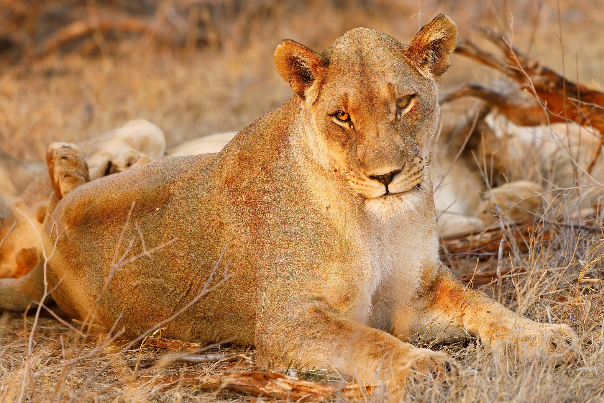 Lioness-2.jpg | Canon RF Shooters Forums