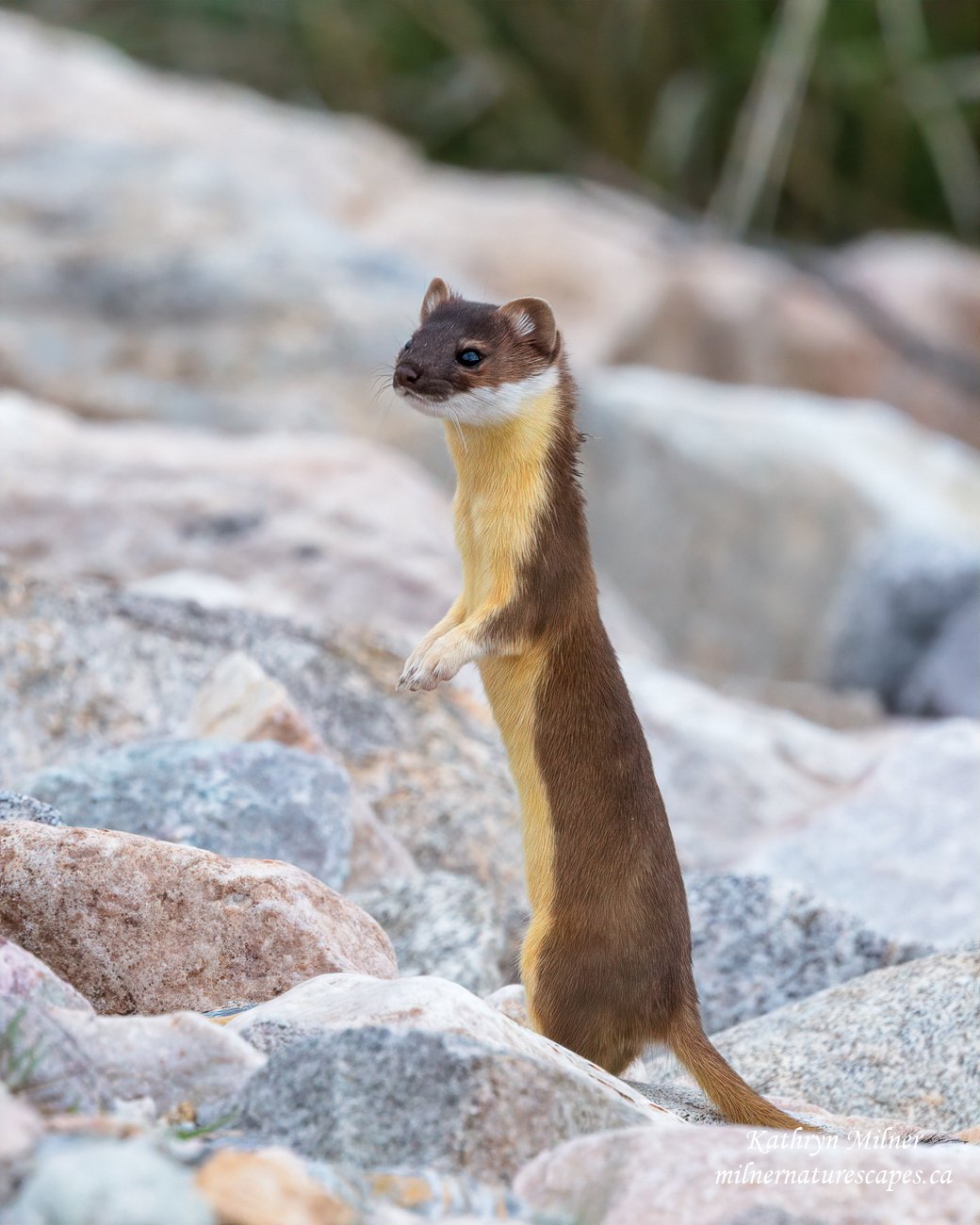 Long-tailed Weasel standing.jpg | Canon RF Shooters Forums