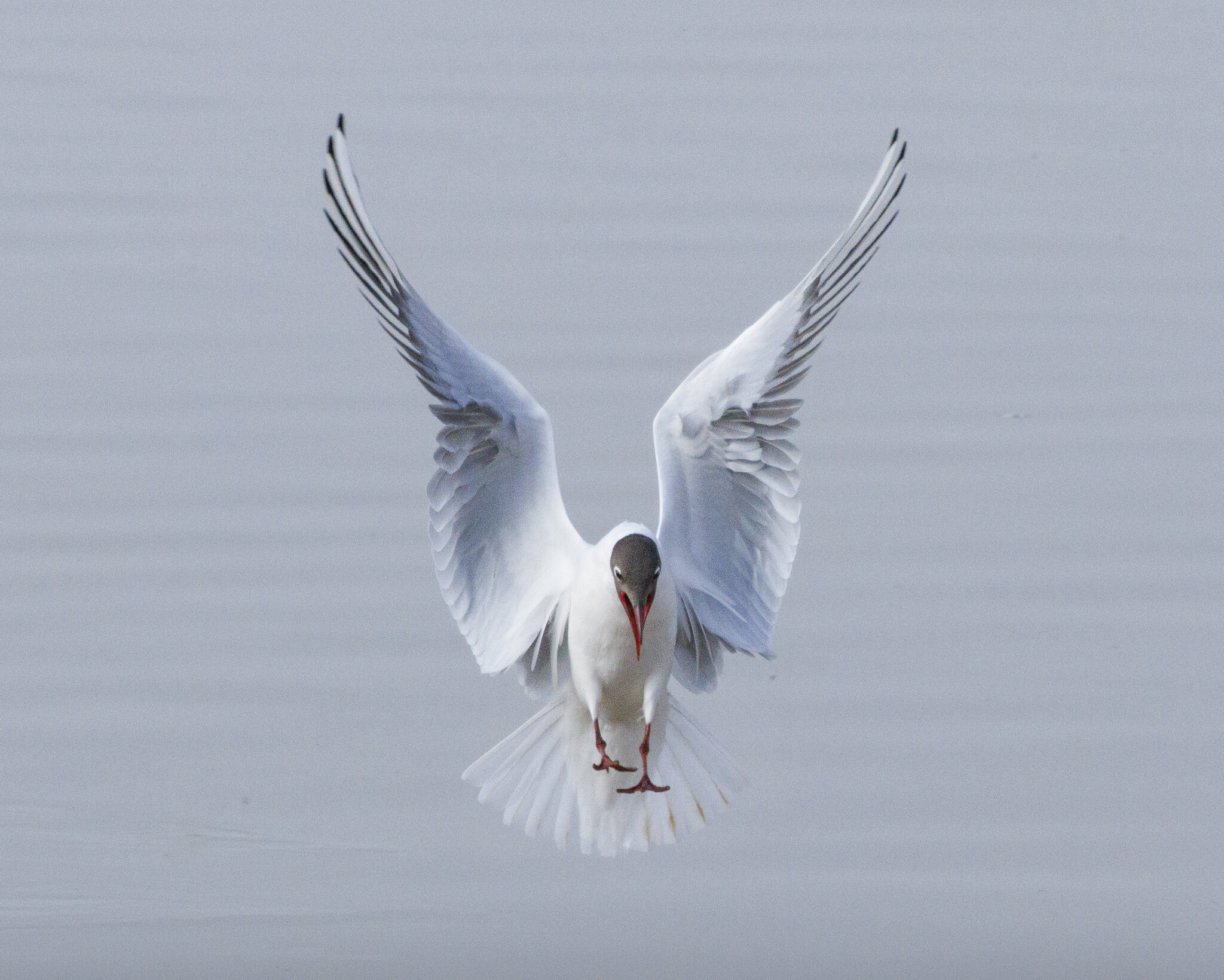 LR_R7_X9A3371.jpg | Canon RF Shooters Forums