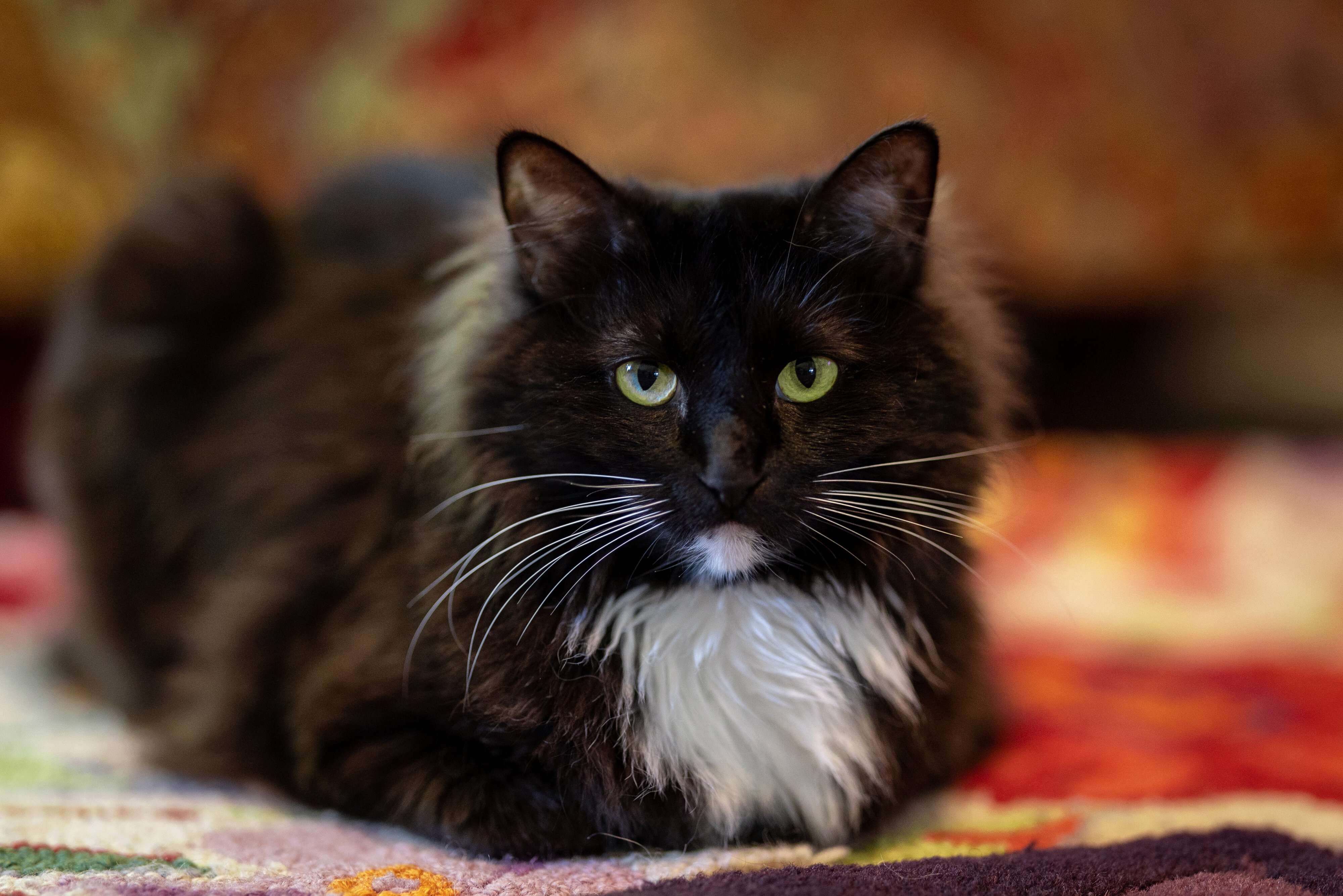 Lucy the Cat | Canon RF Shooters Forums
