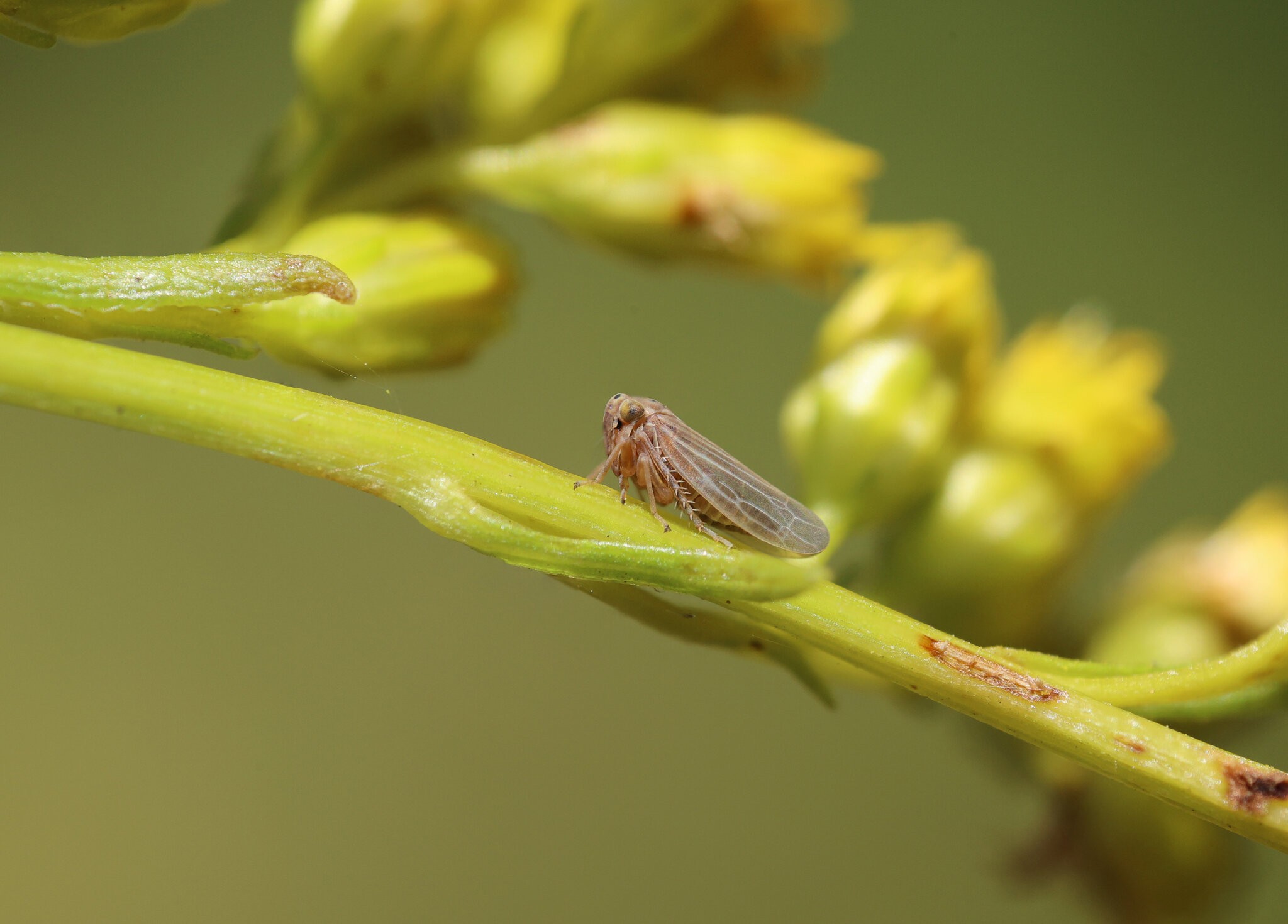 Macropsis | Canon RF Shooters Forums