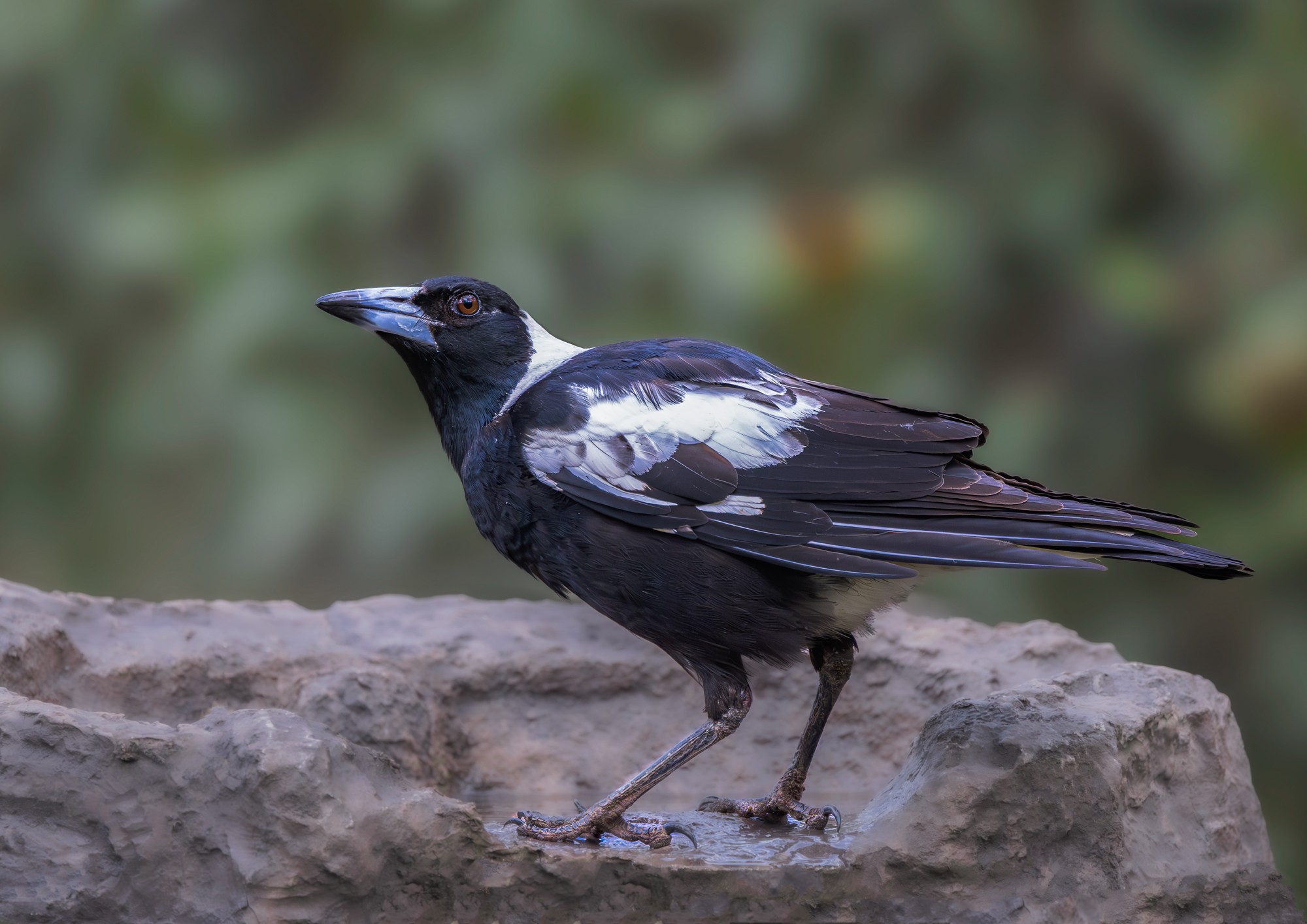 magpie-001-d.jpg | Canon RF Shooters Forums