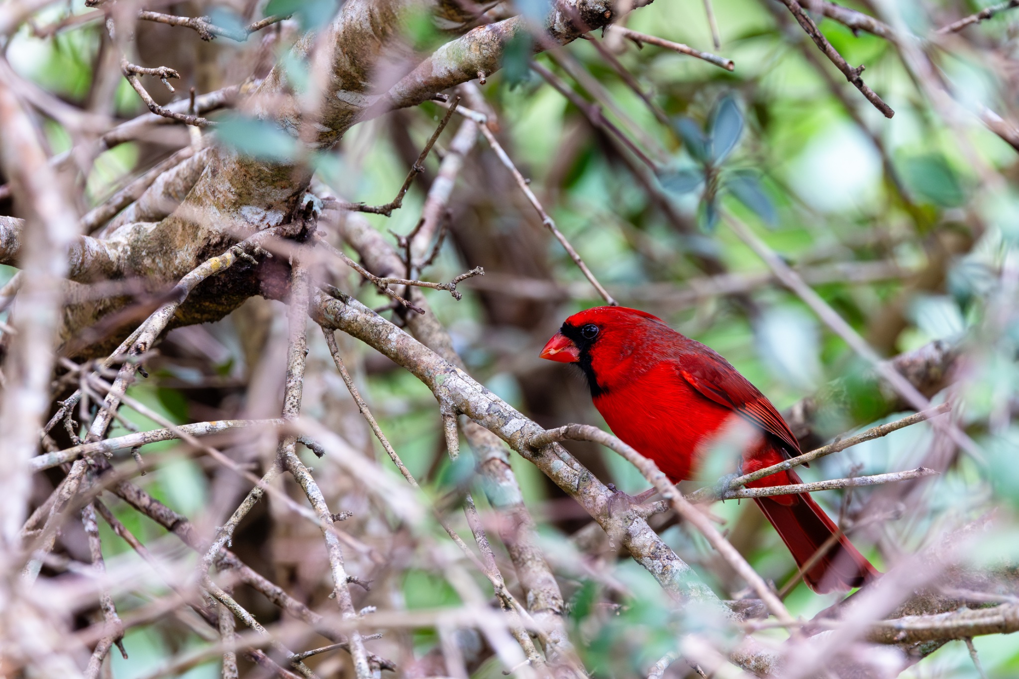 Male Cardinal DNG-.jpg | Canon RF Shooters Forums