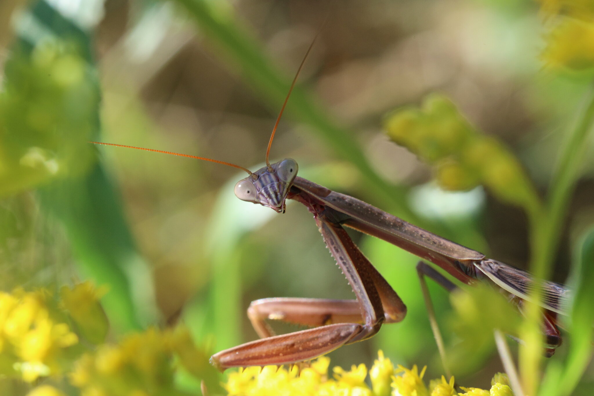 Mantis1.JPG | Canon RF Shooters Forums