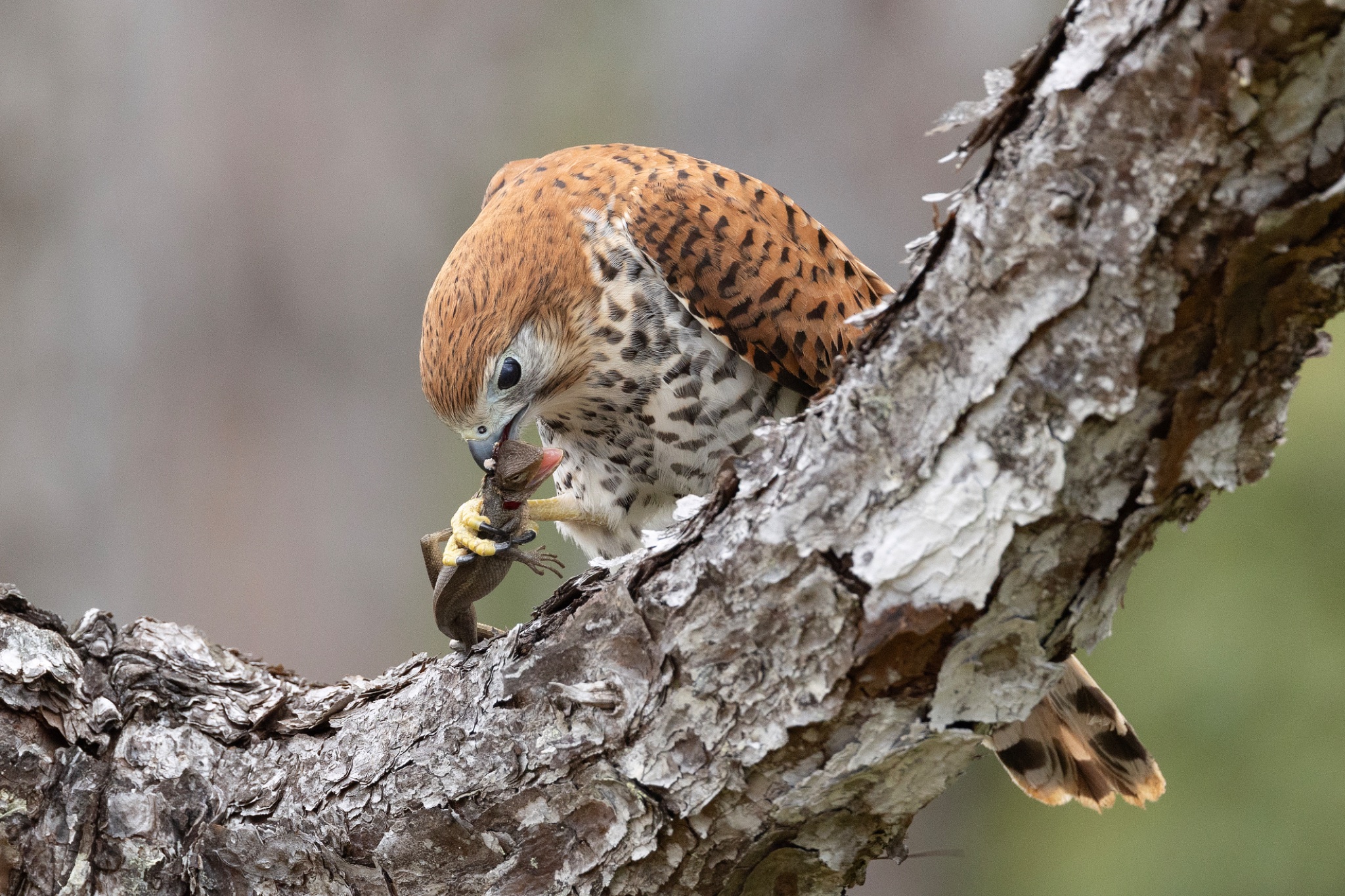 Mauritius Kestrel.jpg | Canon RF Shooters Forums